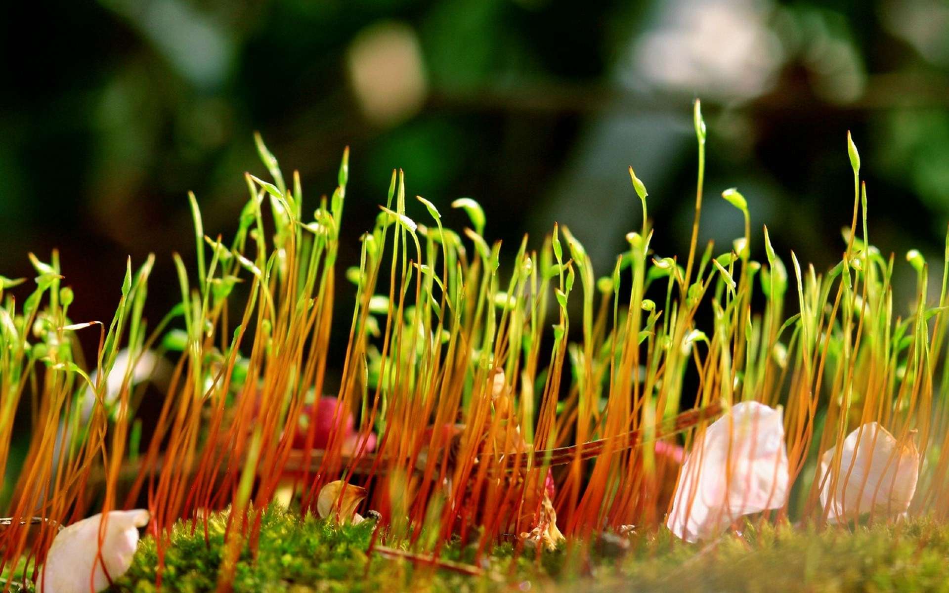 Nature Close Up HD Wallpaper