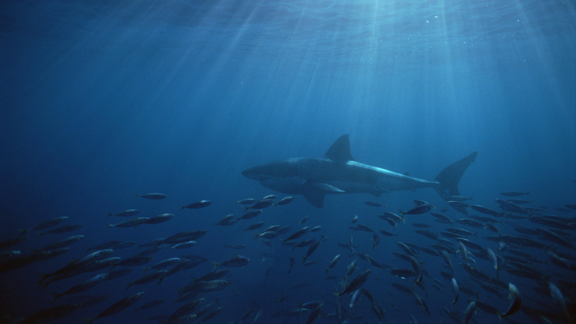 Download Animal Shark HD Wallpaper