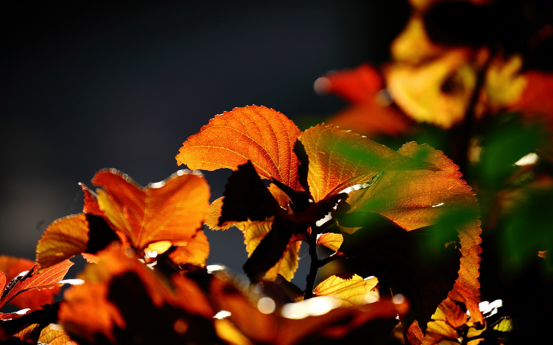 Download Nature Leaf HD Wallpaper