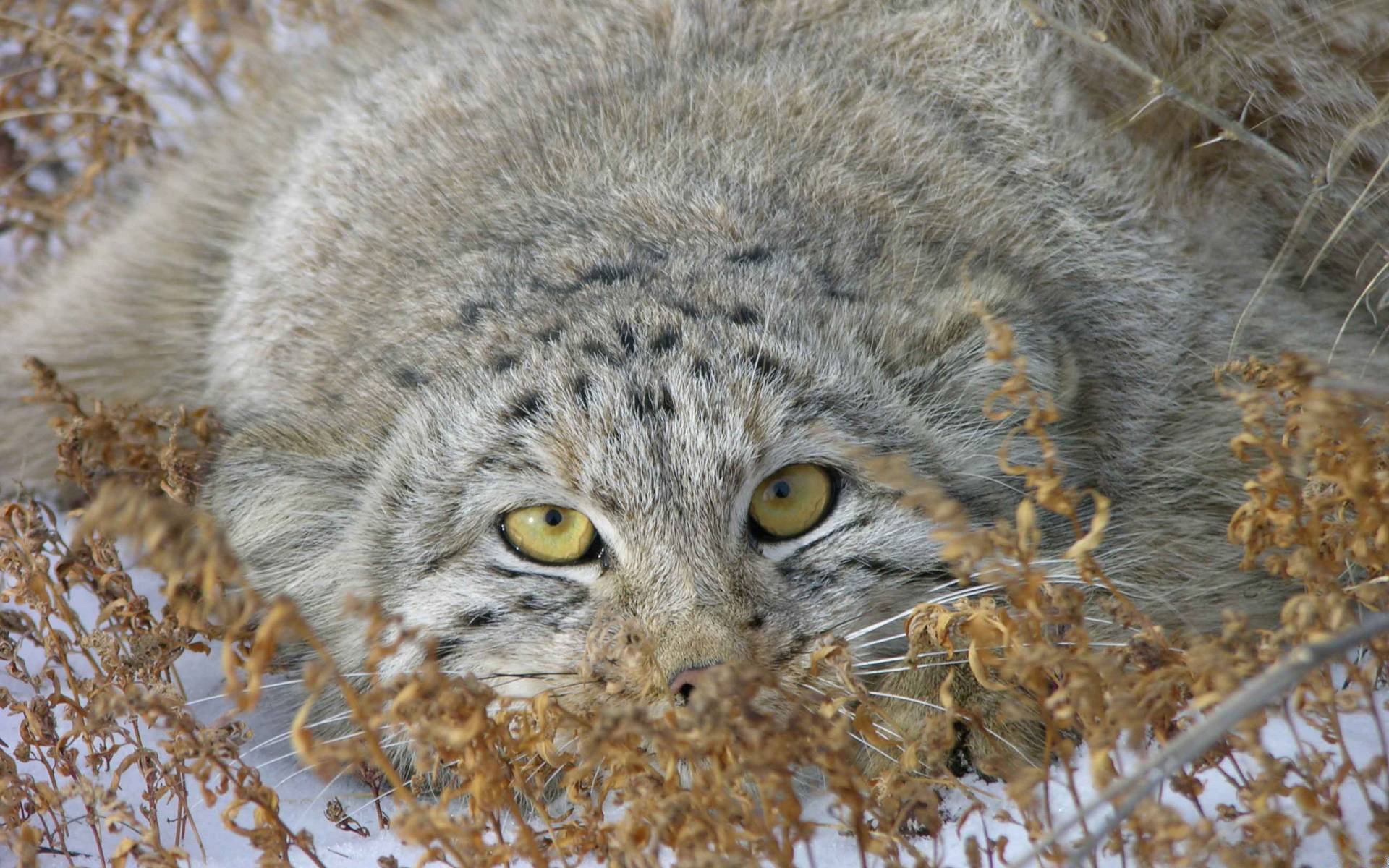 Pallas's Cat HD Wallpaper: Majestic Wild Feline Close-Up