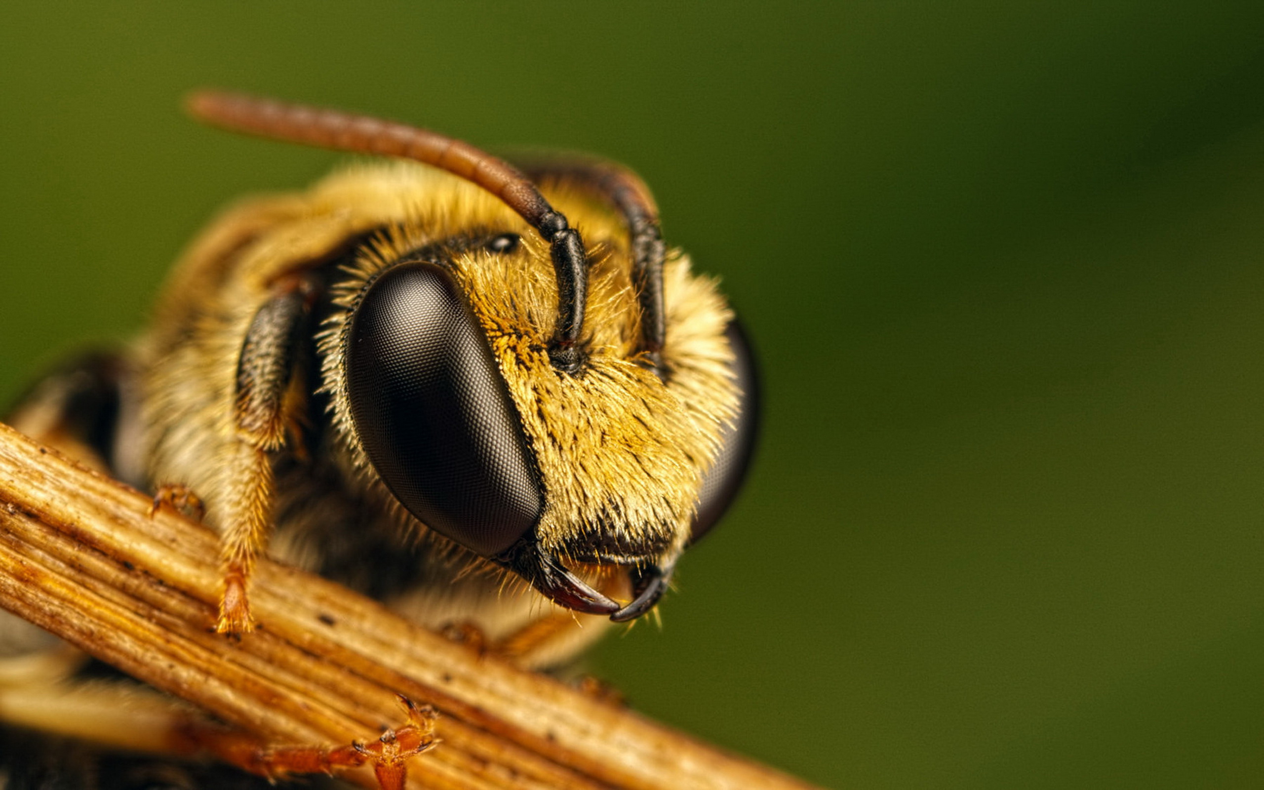 Download Animal Bee HD Wallpaper