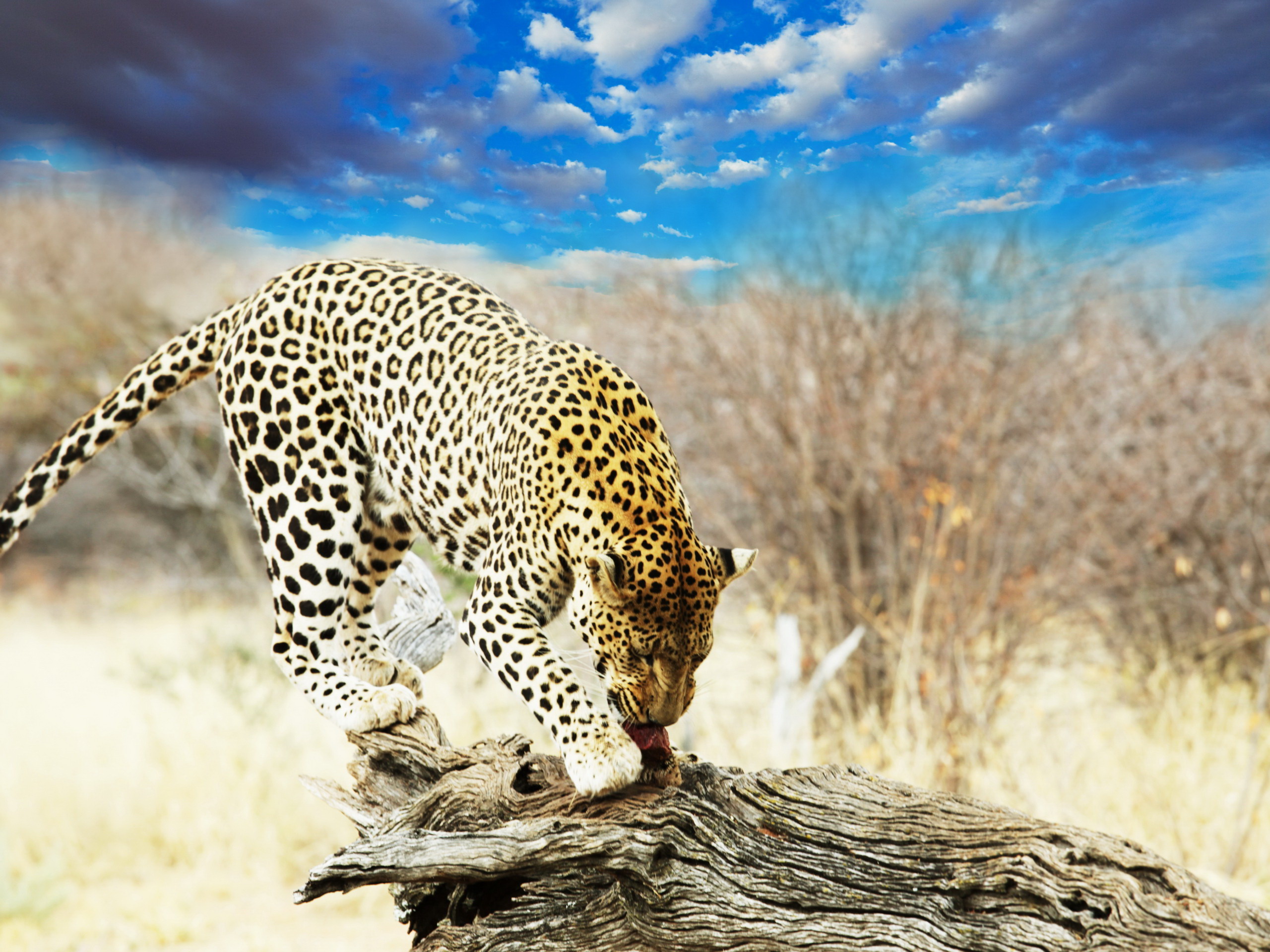 Exotic Places Wallpaper Leopard