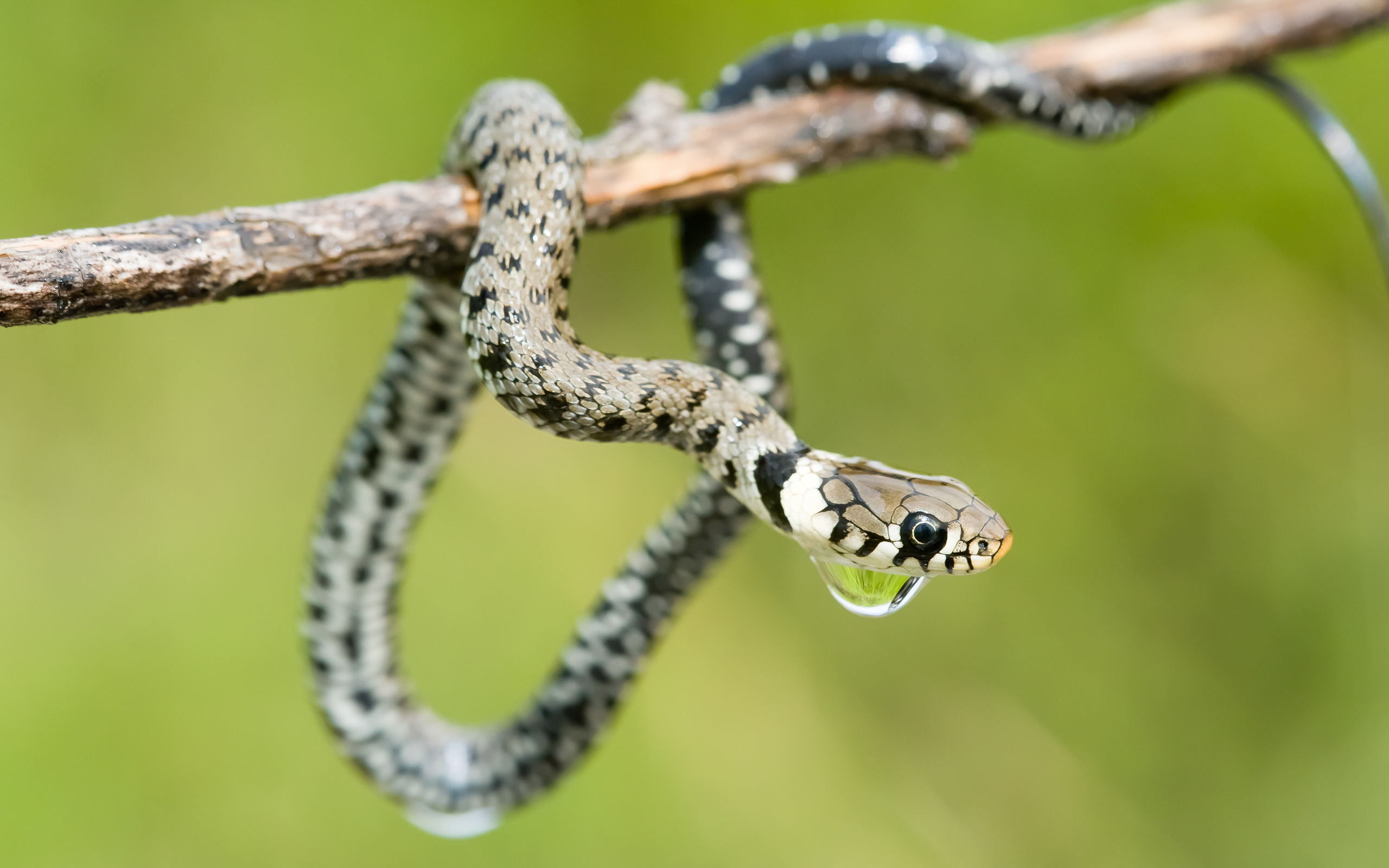 Download Animal Snake HD Wallpaper