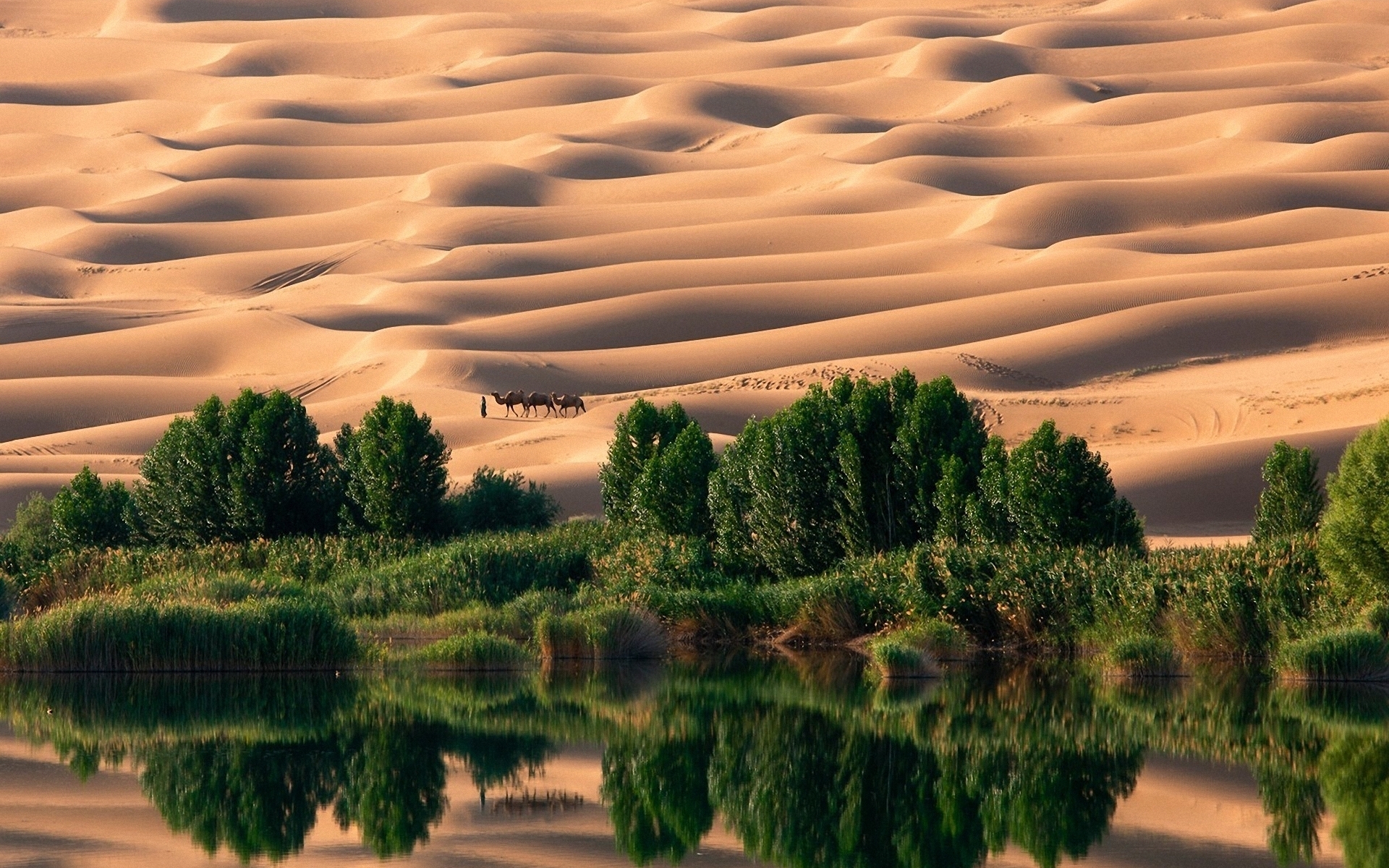 Download Nature Desert HD Wallpaper