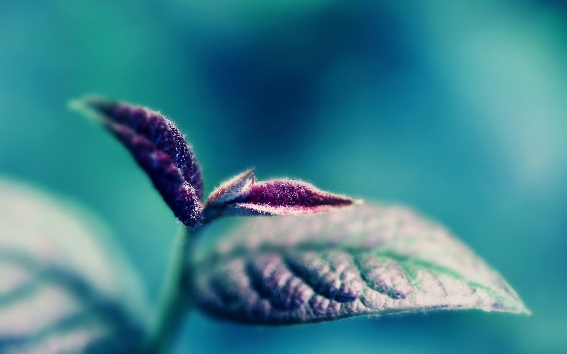 Download Nature Plant HD Wallpaper