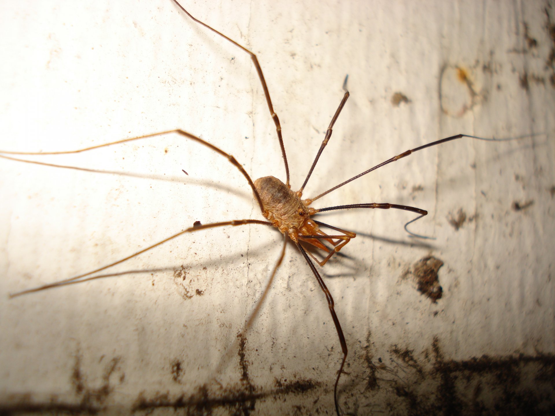 Download Animal Harvestman HD Wallpaper