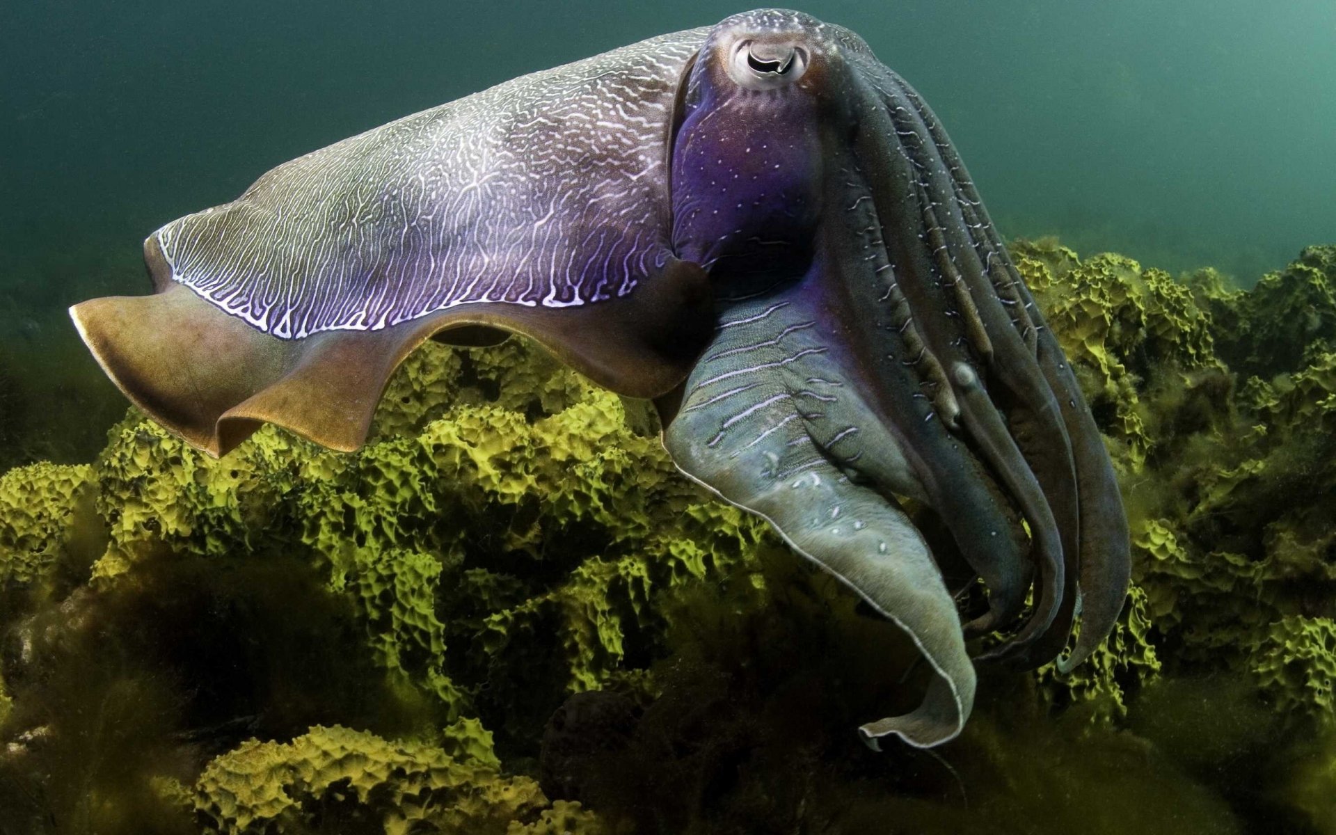 Majestic Squid HD: Deep Ocean Wonder Wallpaper