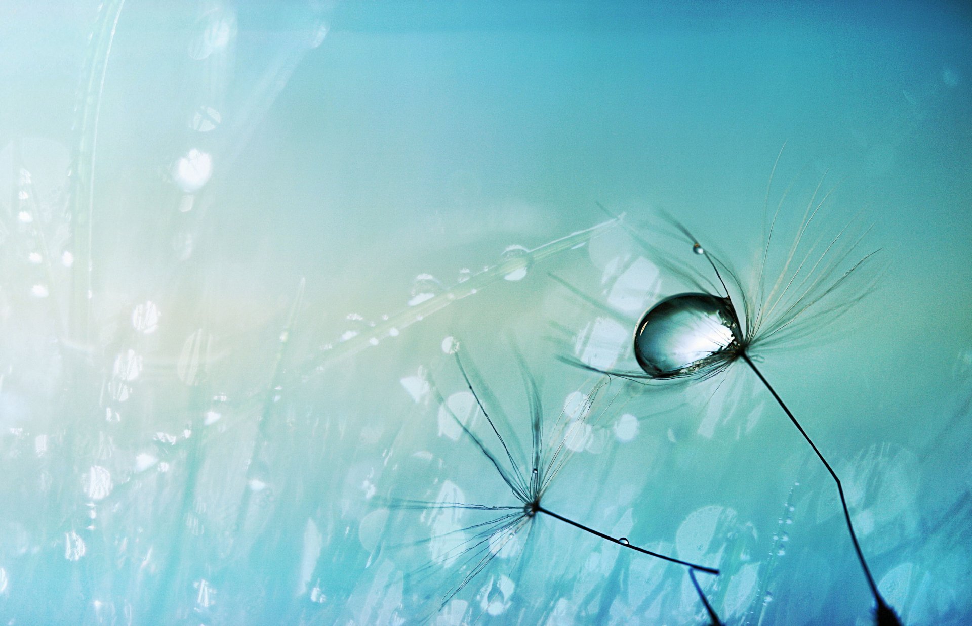 Download Nature Water Drop HD Wallpaper