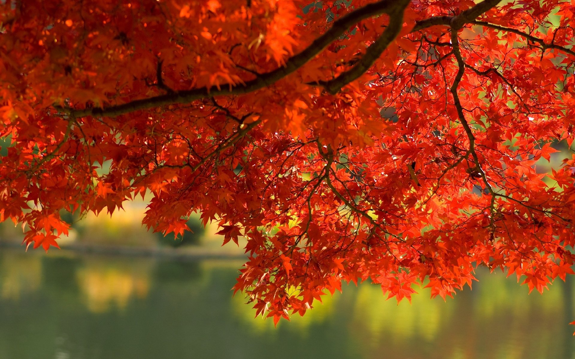 Vibrant Fall Canopy: HD Nature’s Autumn Majesty
