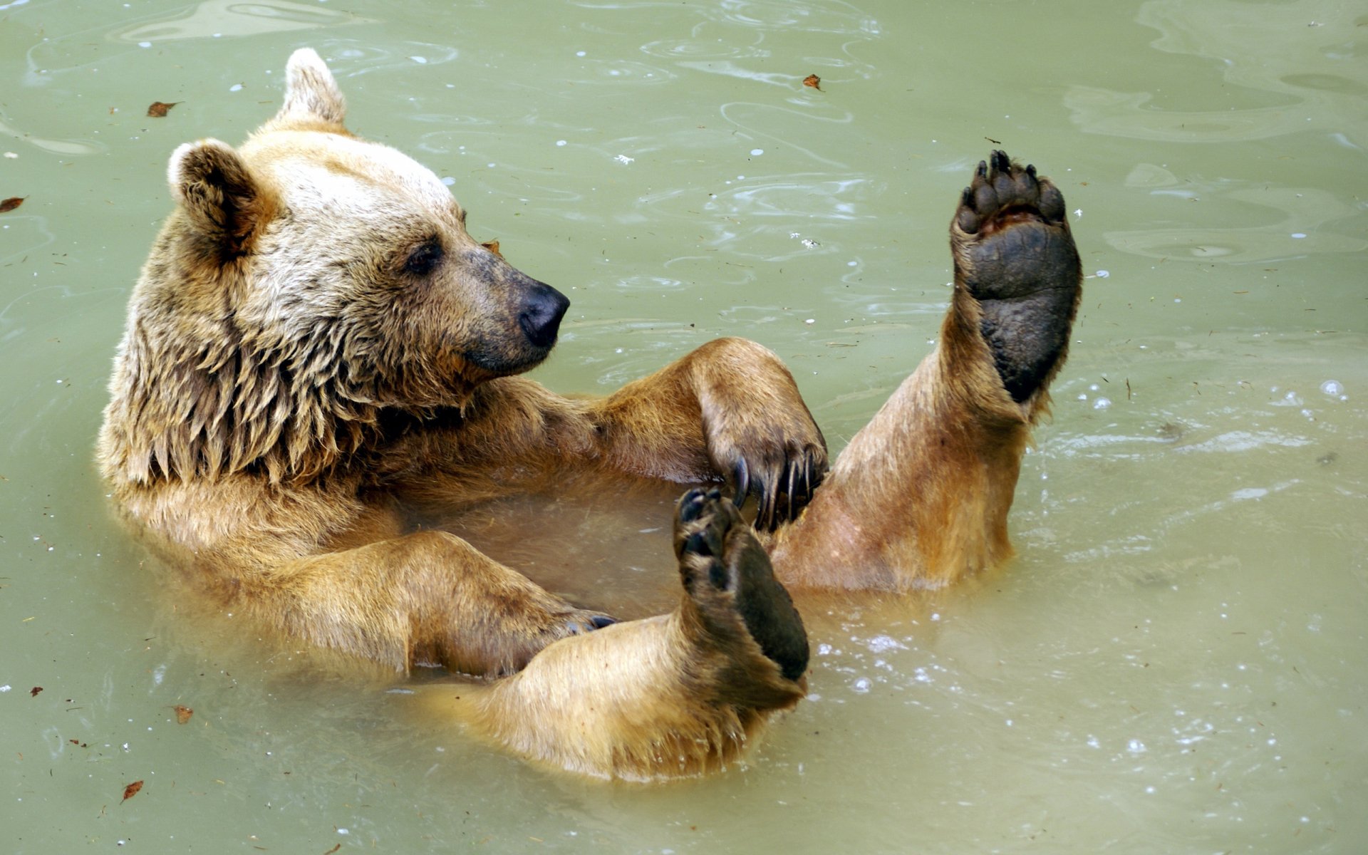 Relaxing Bear HD Wallpaper