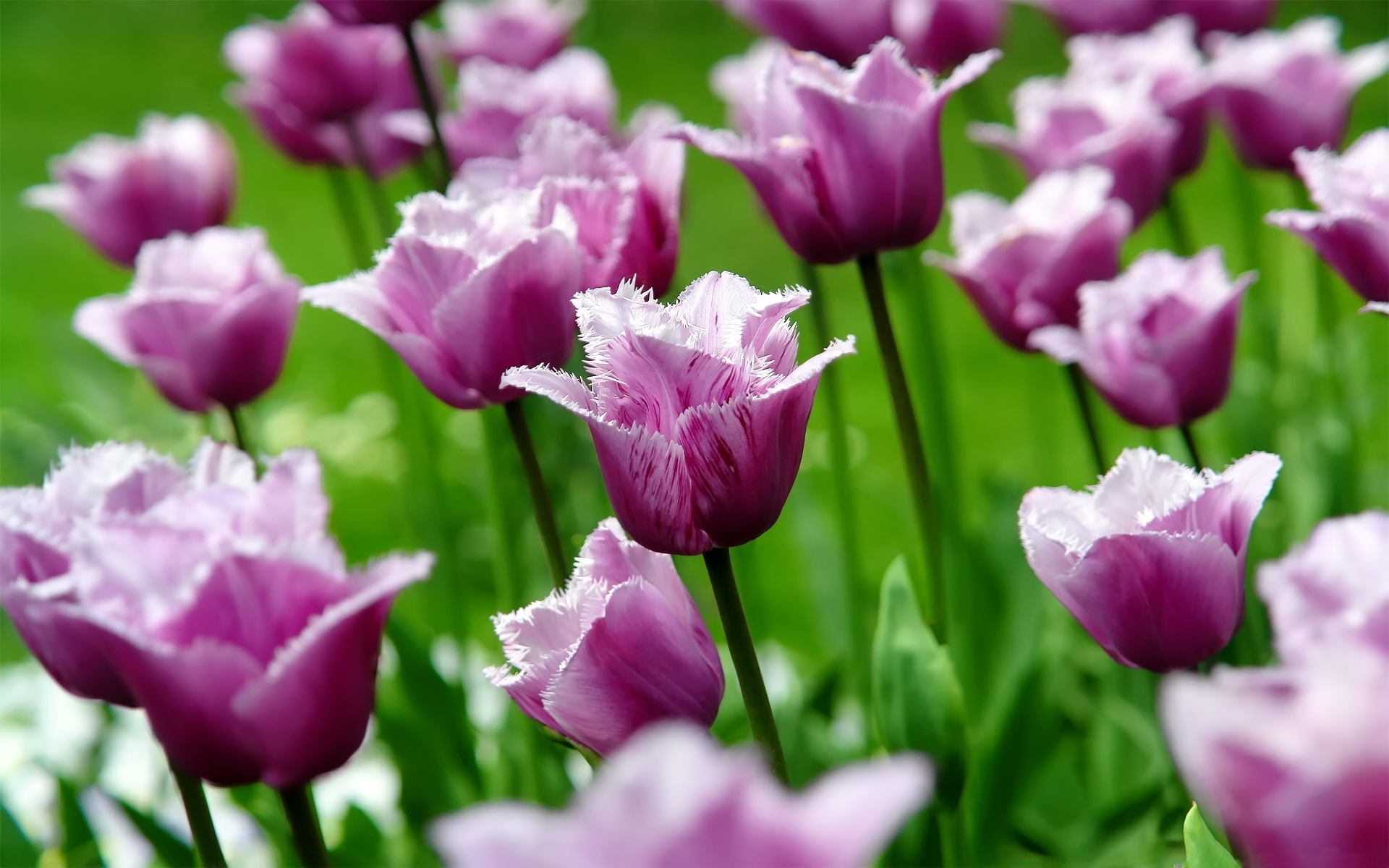 Download Flower Nature Tulip HD Wallpaper