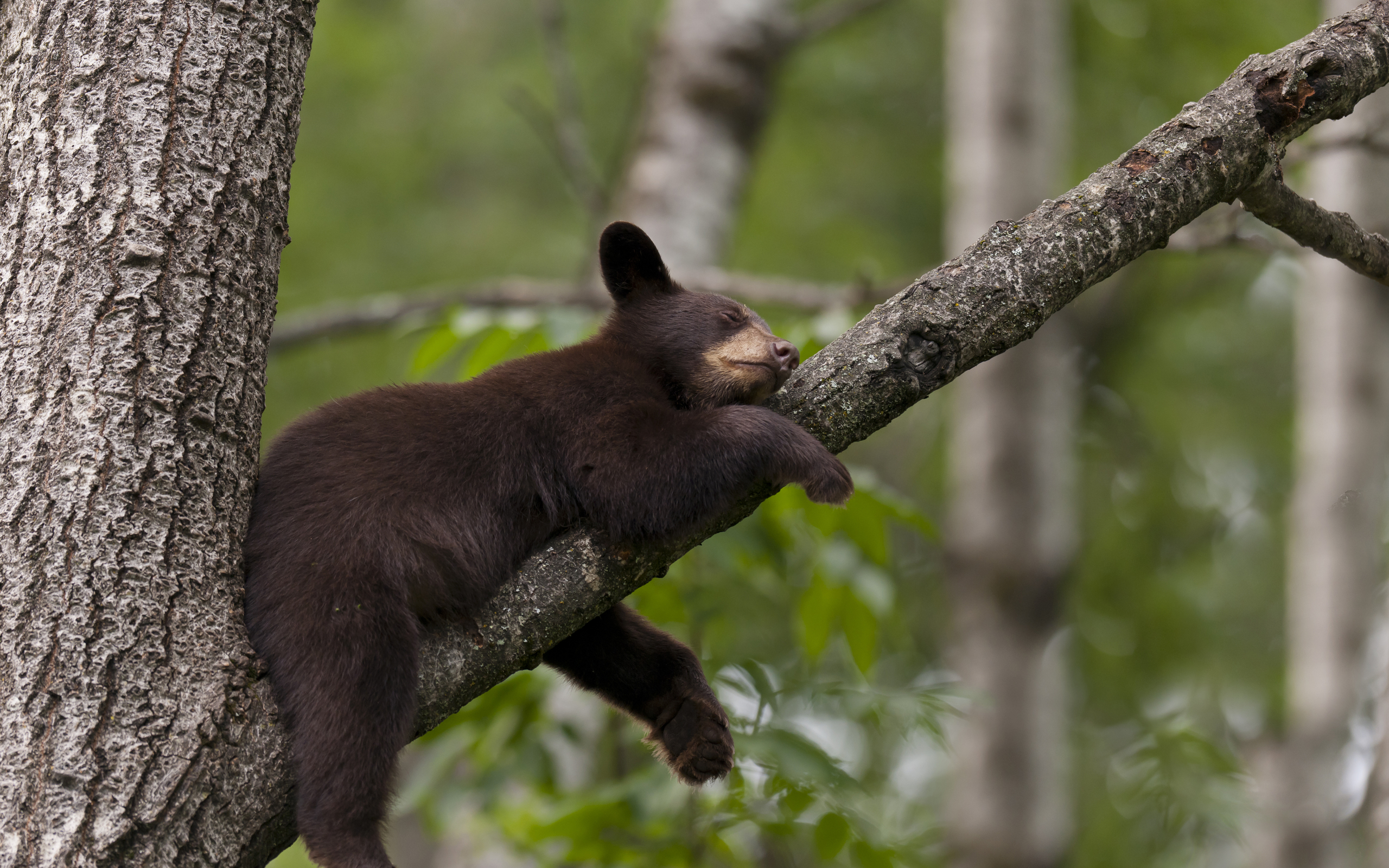 Majestic Black Bear Cub Relaxing | HD Nature Wallpaper
