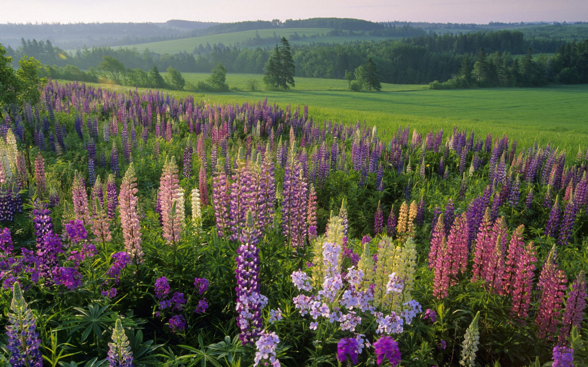 Download Canada Prince Edward Island Nature Lupine HD Wallpaper