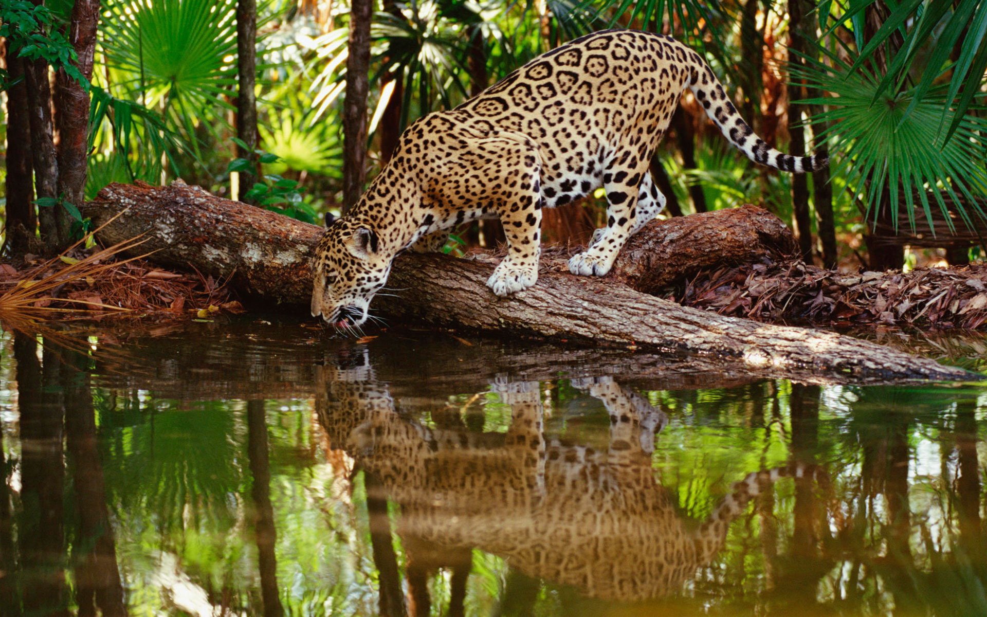 Majestic Leopard HD Wallpaper: Nature’s Silent Hunter at the Water’s Edge