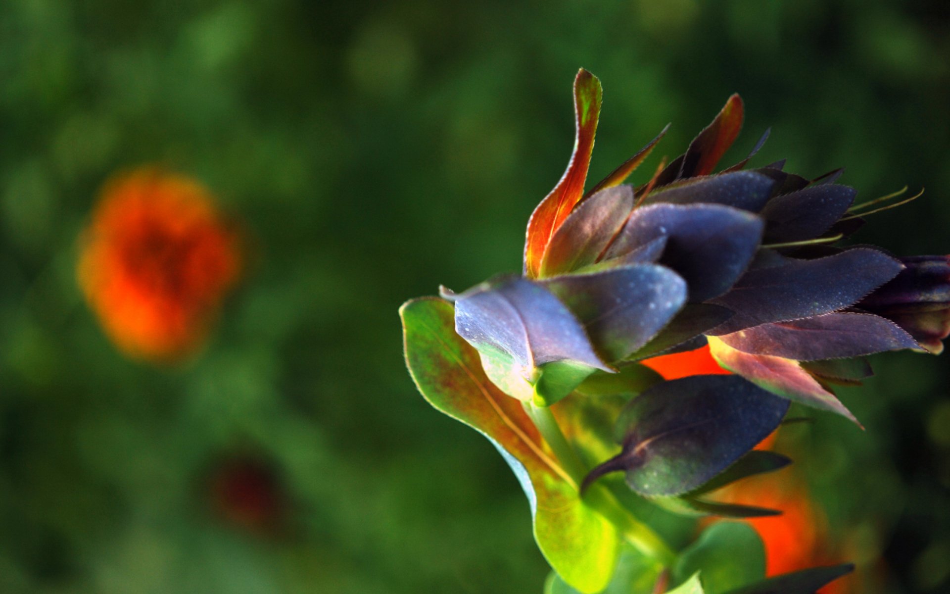 Nature Flower HD Wallpaper