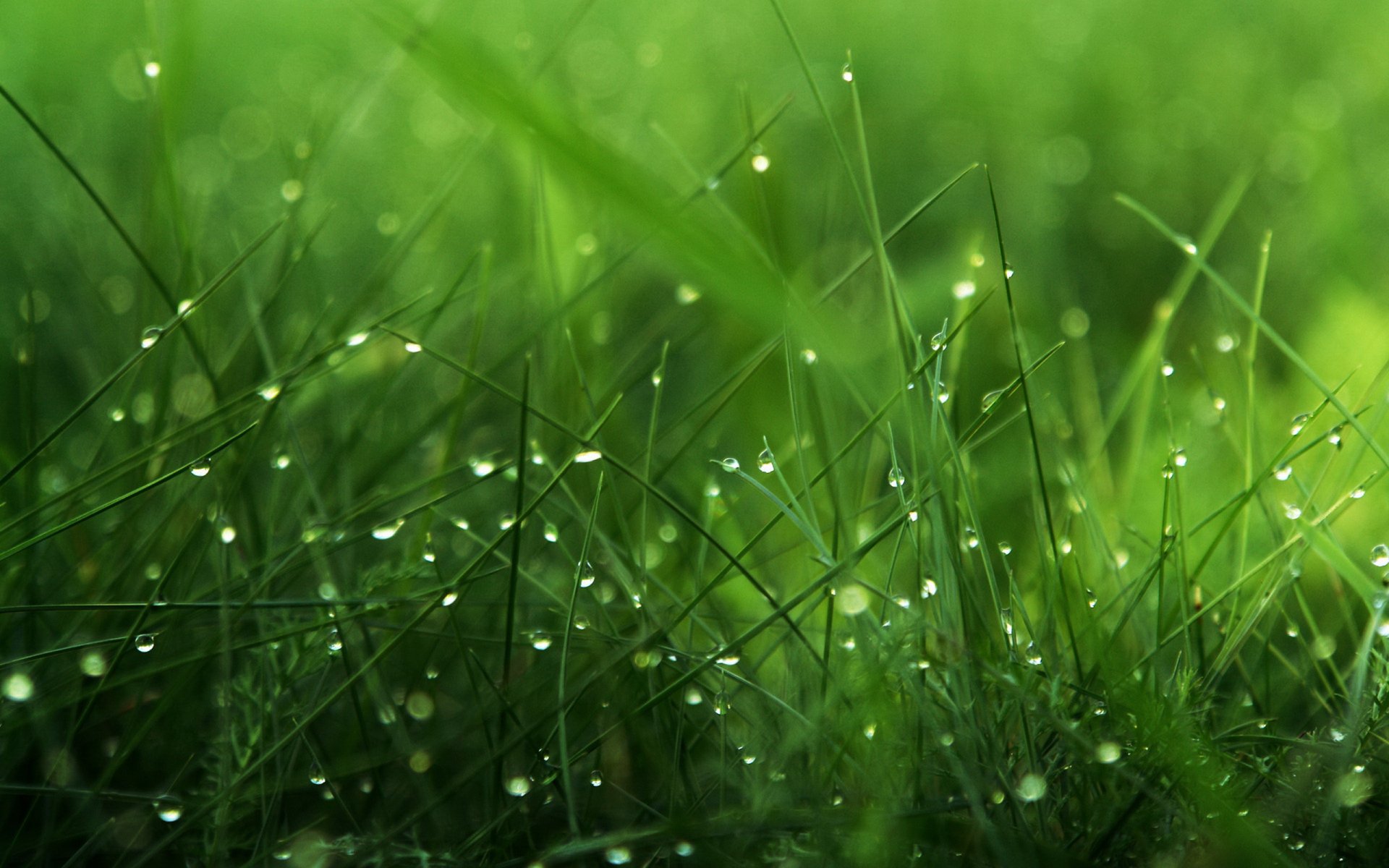 Download Nature Grass HD Wallpaper | 2560x1600 | Wallpaper Abyss