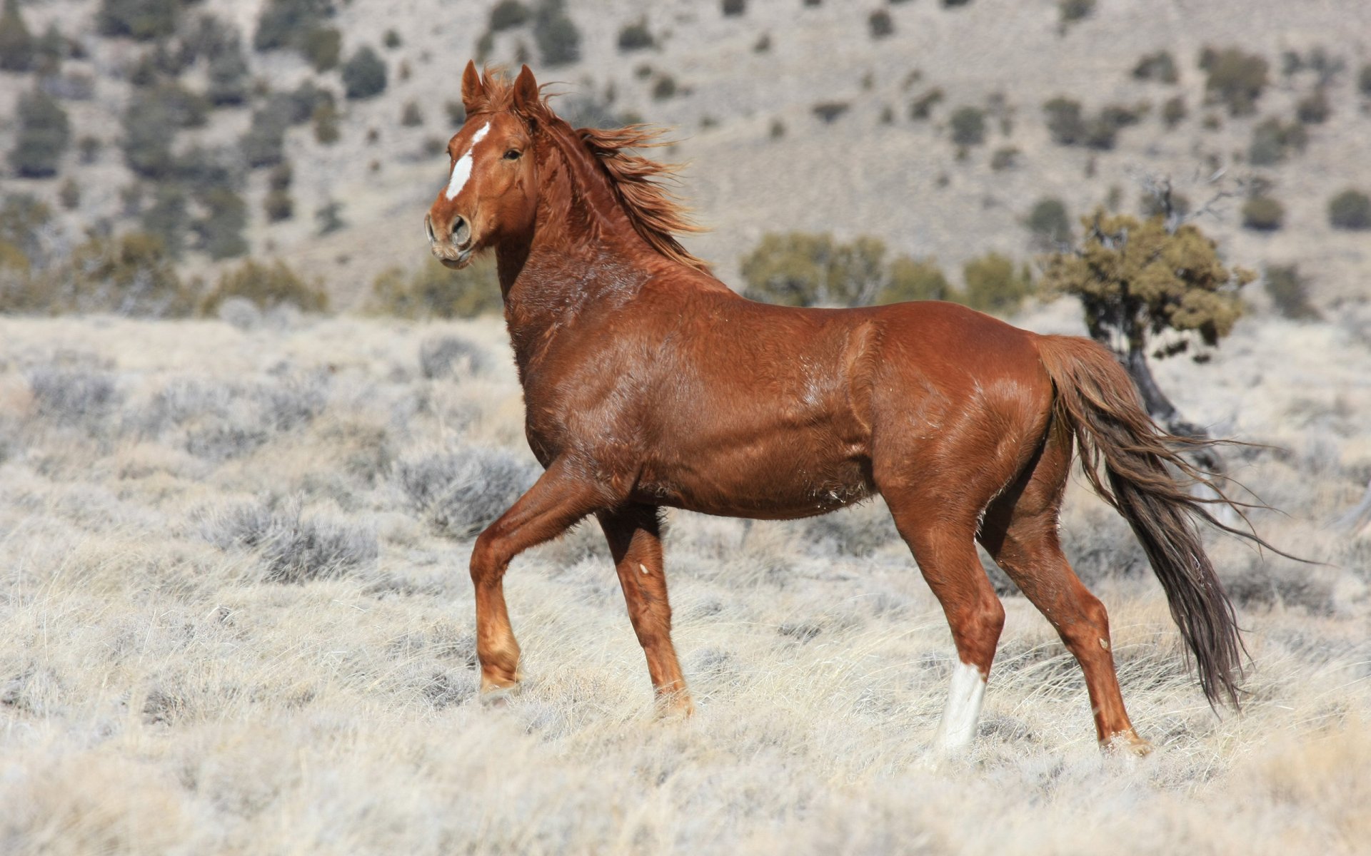 Majestic Horse: Stunning HD Wallpaper for Animal Lovers