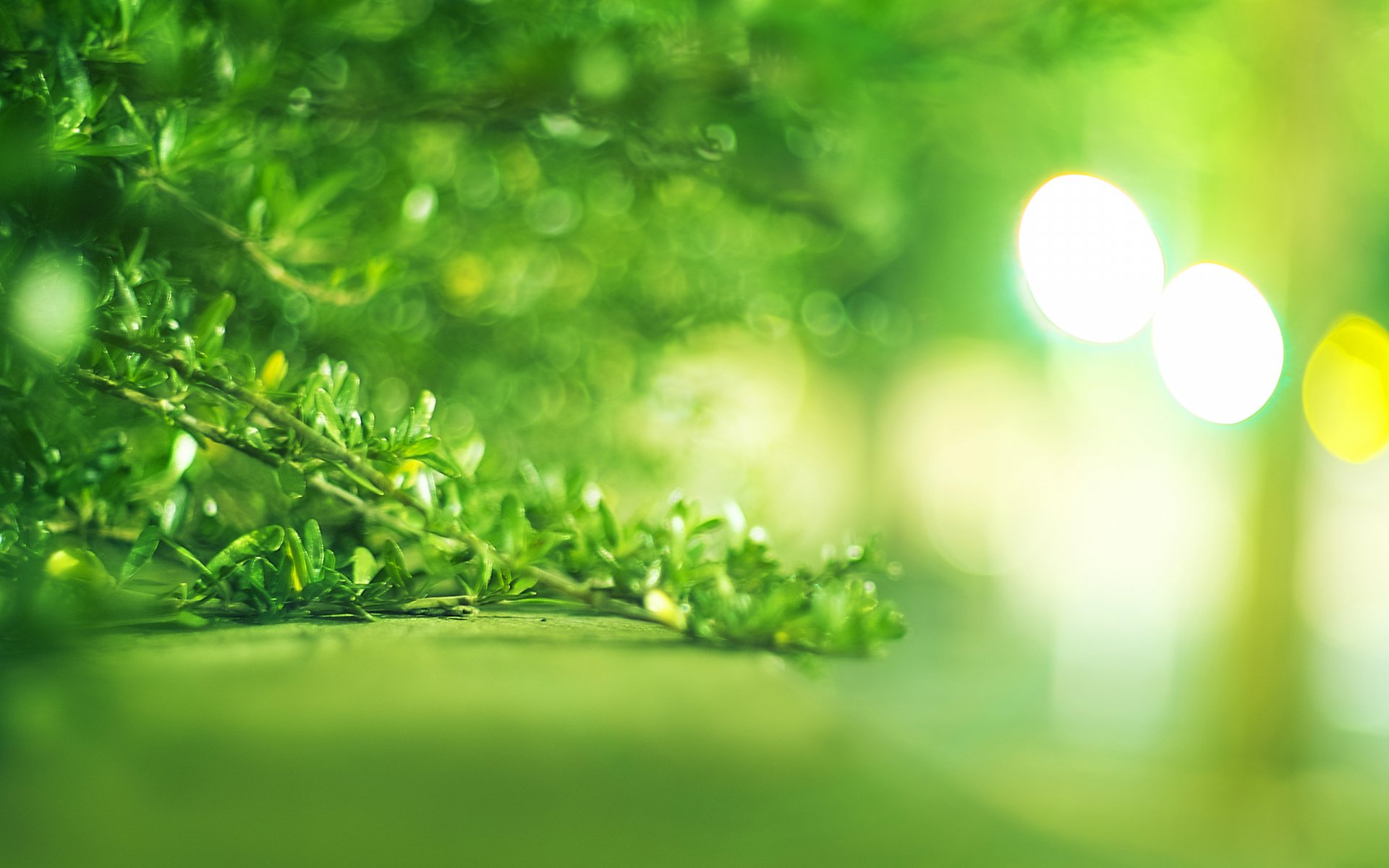 Verdant Macro: 2K Quad HD Close-Up Nature Wallpaper | 2560x1600 ...