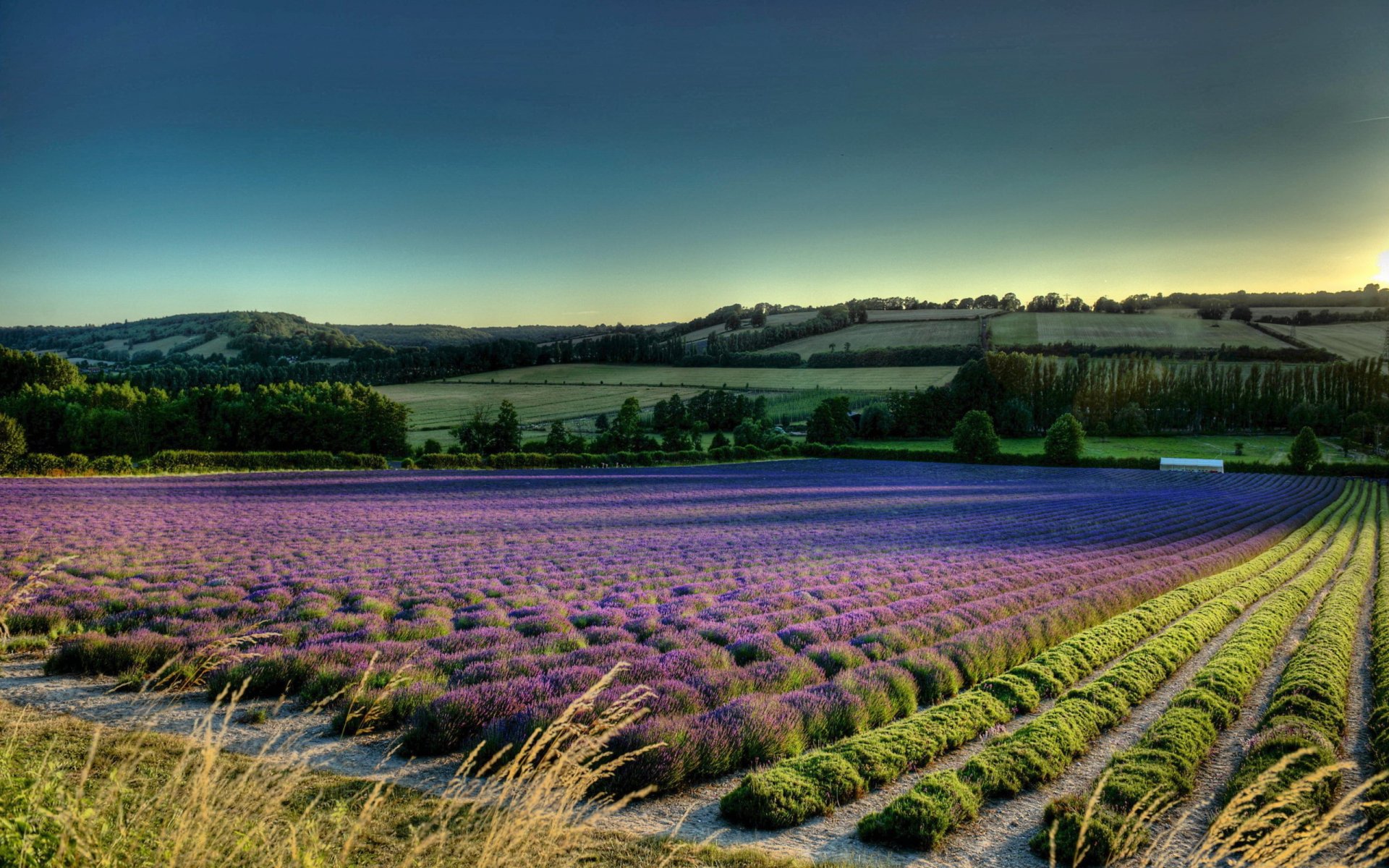 Serene Lavender Fields: A Stunning HD Nature Landscape | 2560x1600 ...