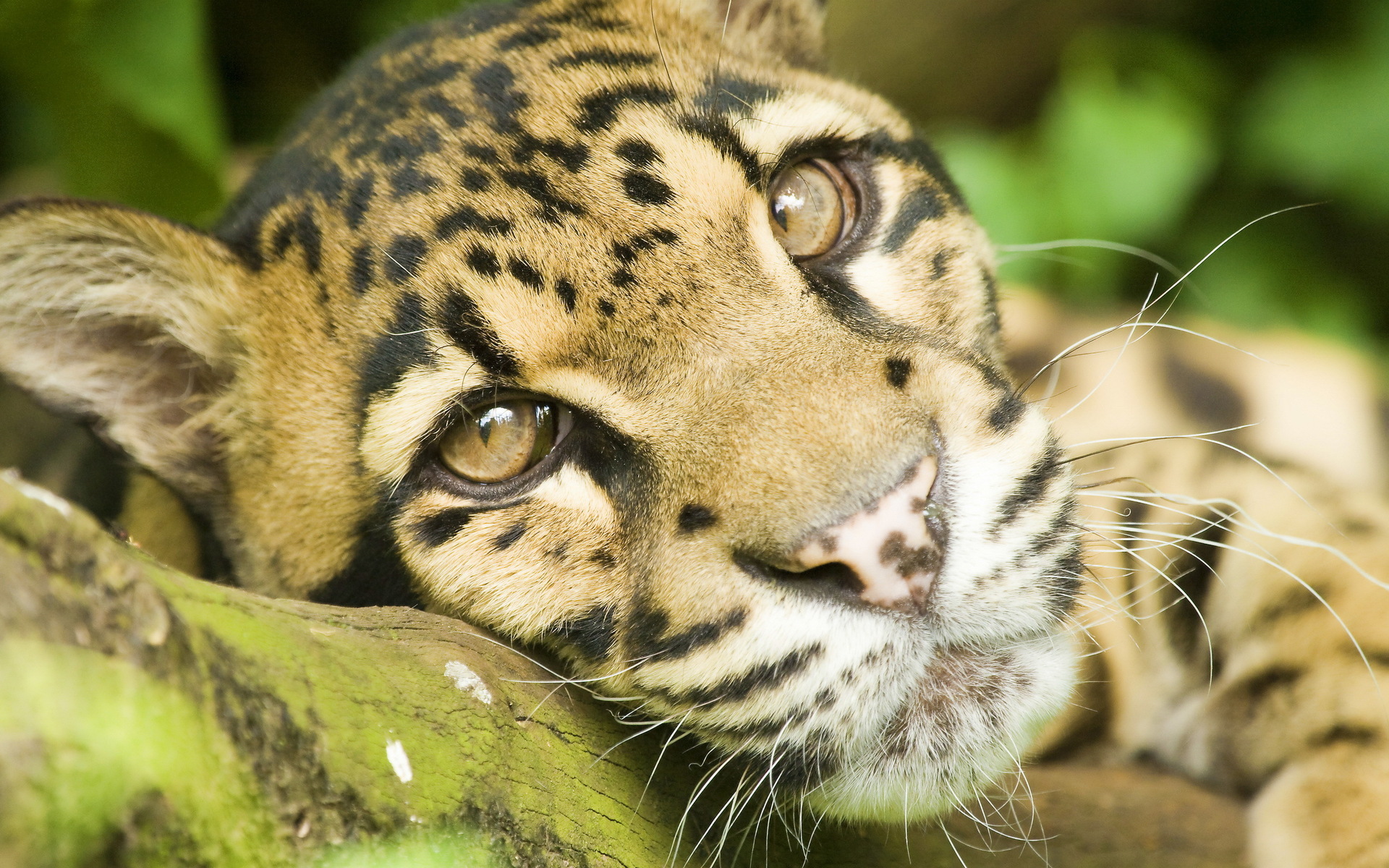Baby Clouded Leopard Wallpaper