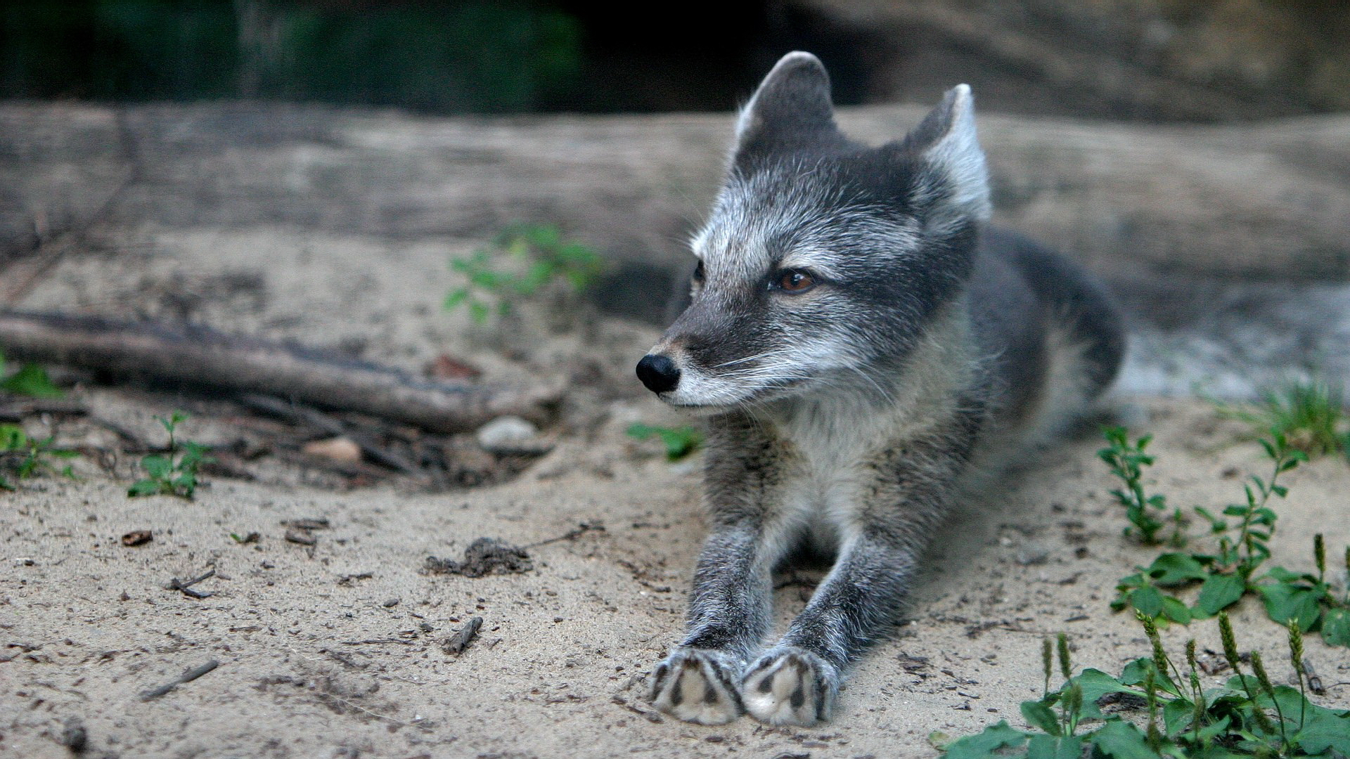 Gray Fox Animal Wallpaper