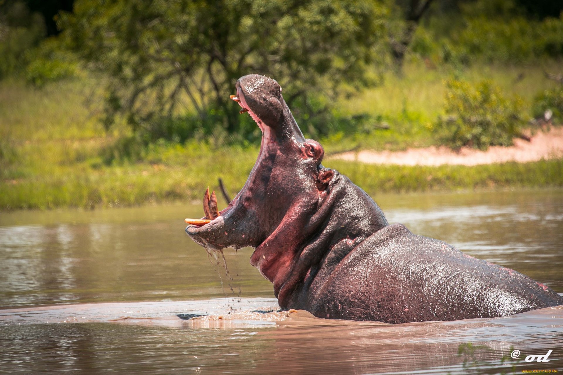 Download Animal Hippo HD Wallpaper