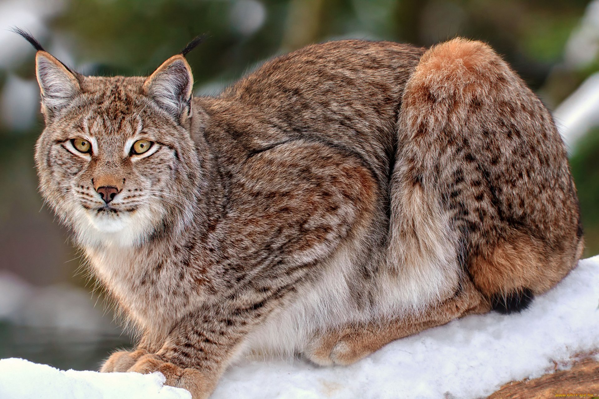 Stunning Lynx HD Wallpaper: Nature's Majestic Hunter