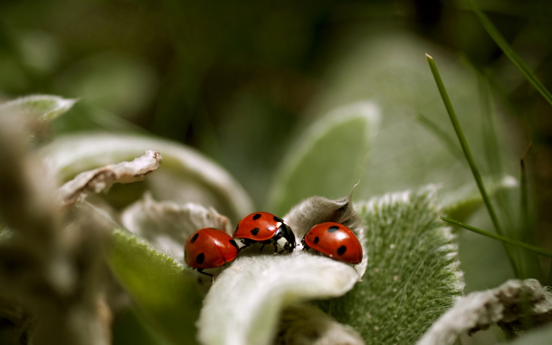 Download Animal Ladybug HD Wallpaper