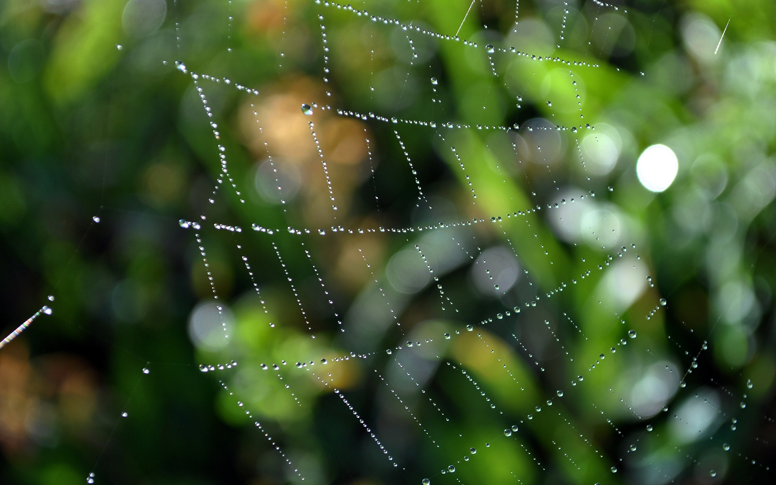 Download Photography Spider Web HD Wallpaper