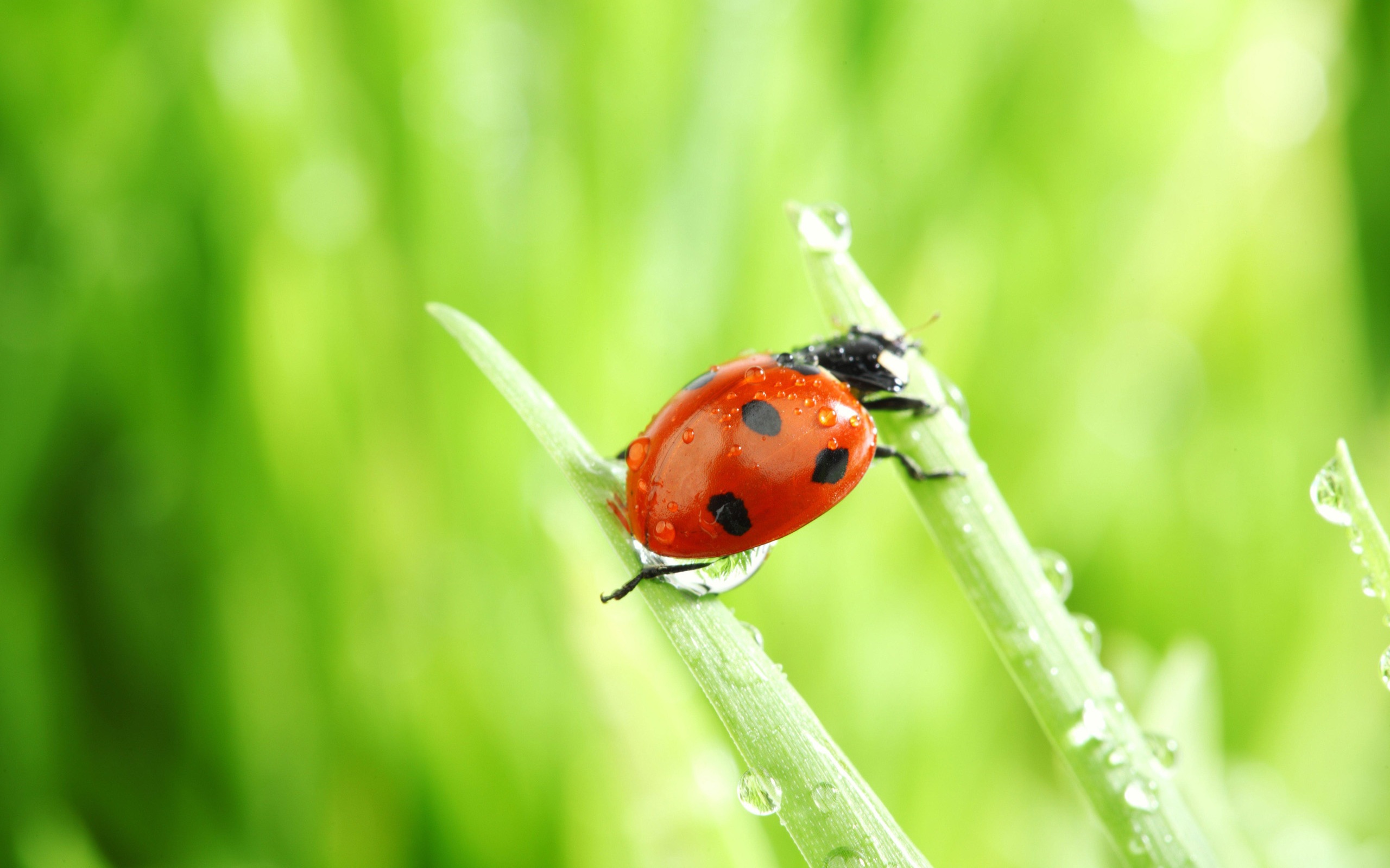 Download Animal Ladybug HD Wallpaper
