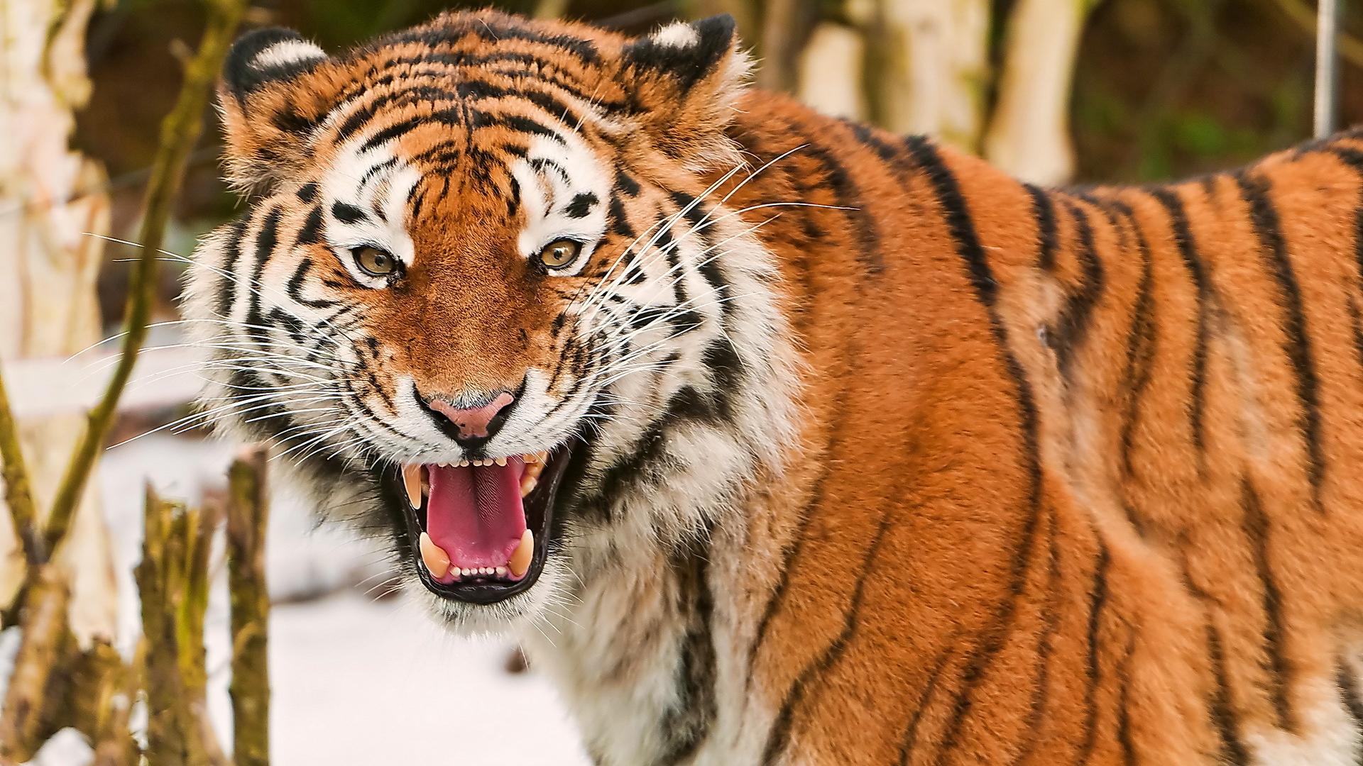 Download Animal Tiger HD Wallpaper