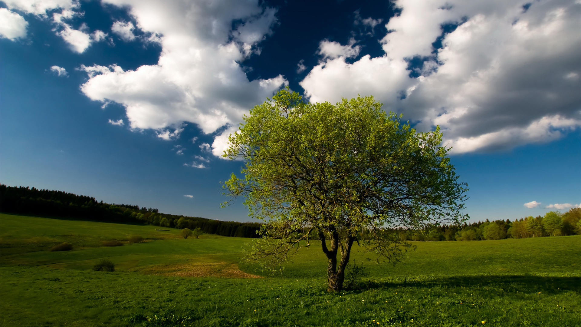 Download Nature Tree HD Wallpaper