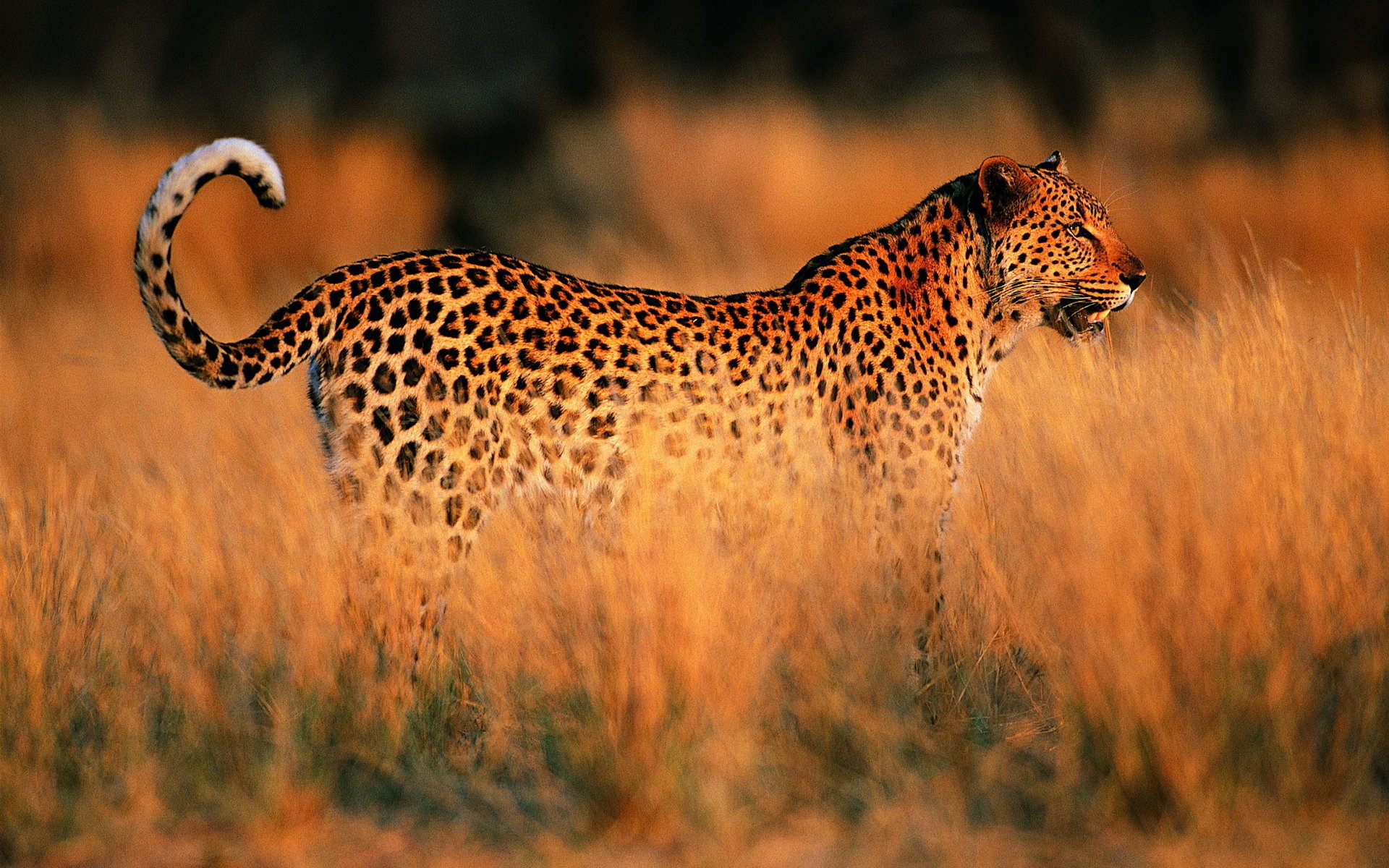 Download Animal Leopard HD Wallpaper | 1920x1200 | Wallpaper Abyss