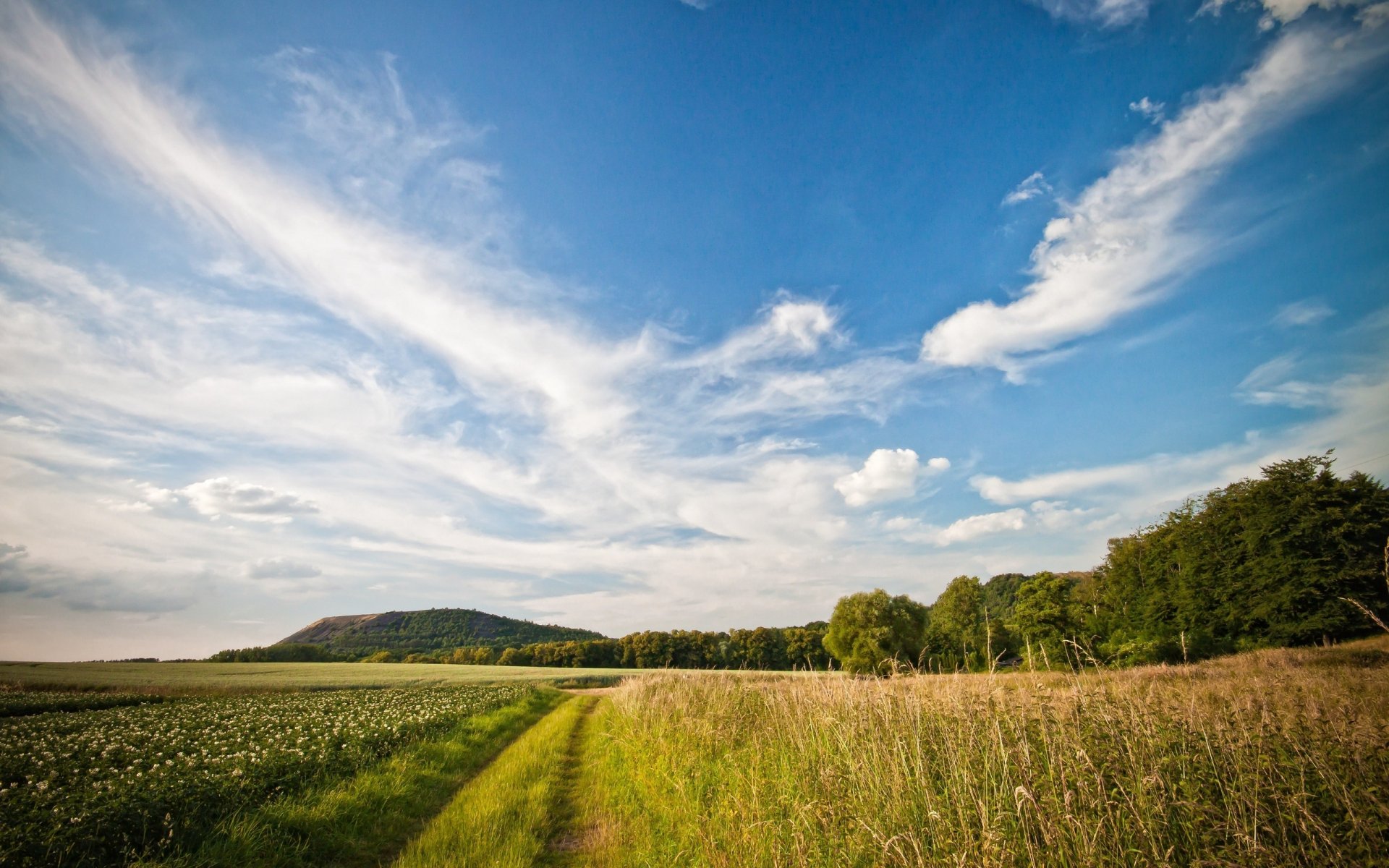 Download Nature Field HD Wallpaper