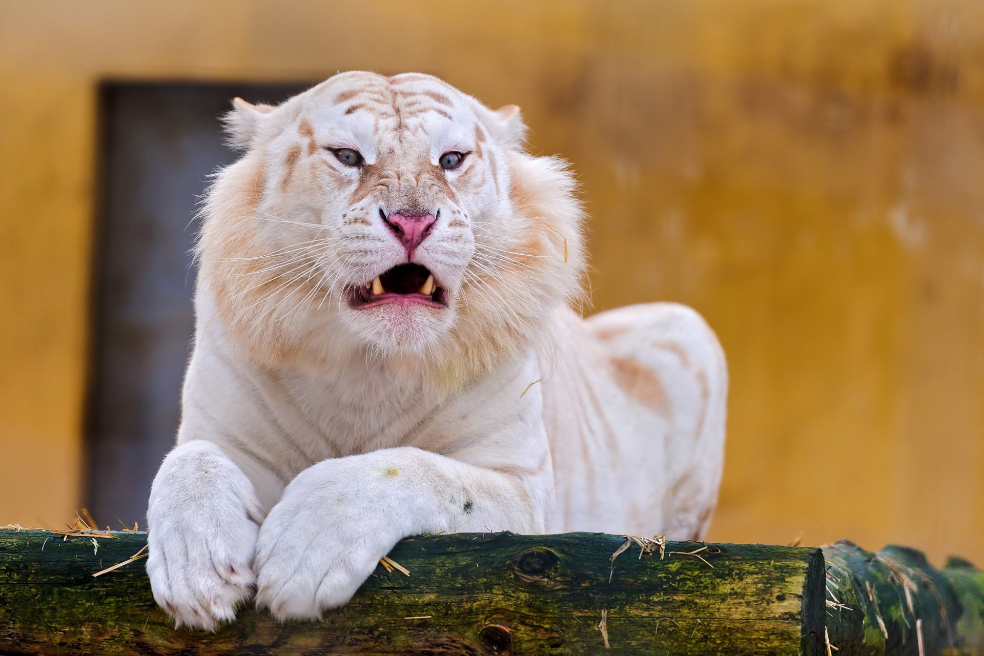 Stunning White Tiger HD Wallpaper