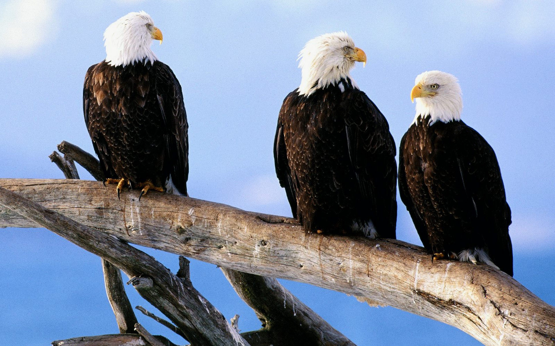 Download Bird Animal Eagle HD Wallpaper