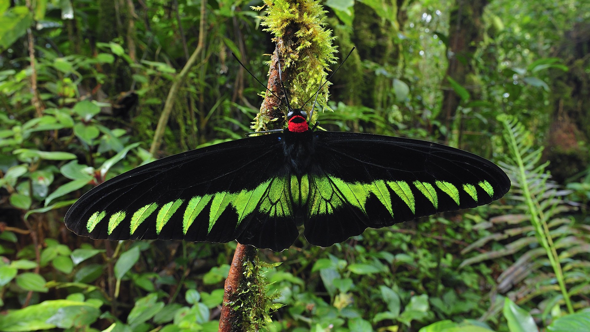 Majestic Green Butterfly HD Wallpaper in Lush Forest Setting ...