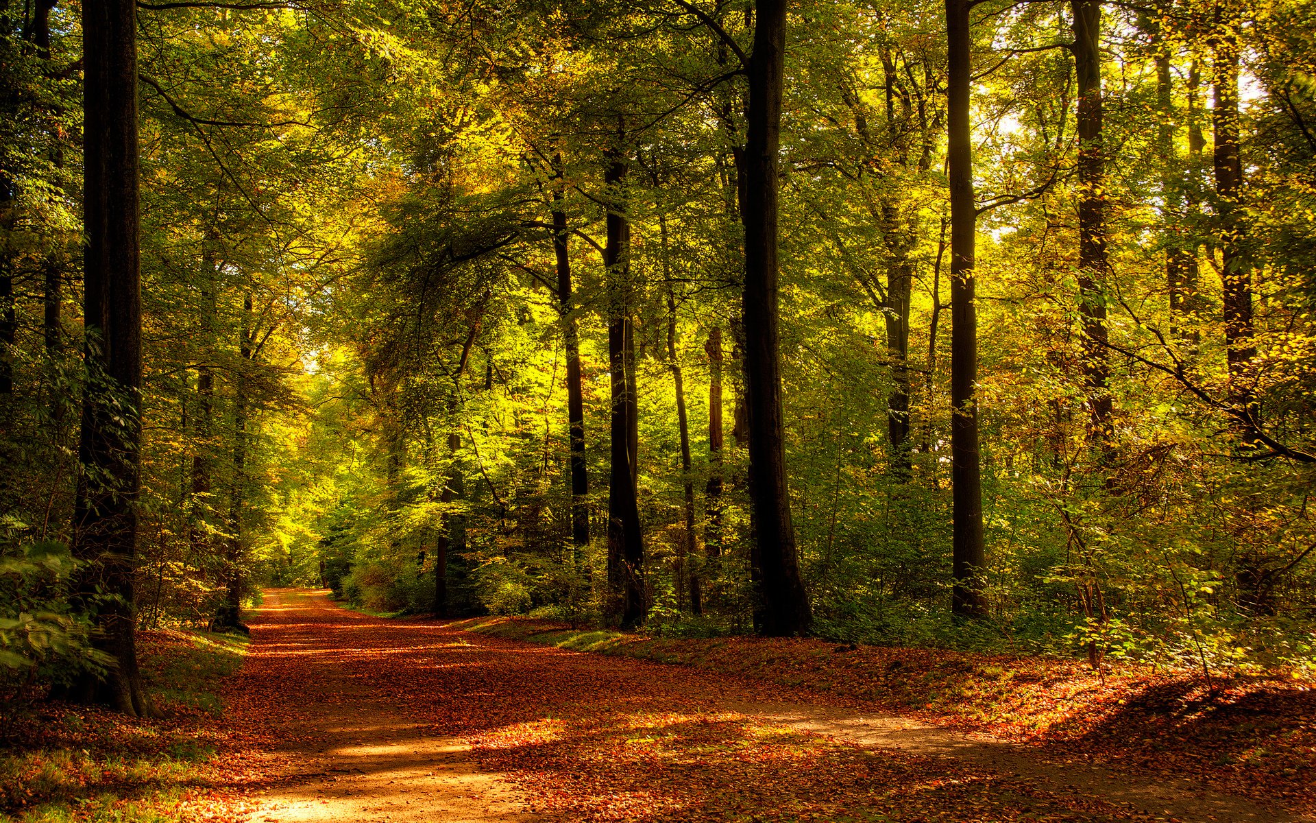Sunlit HD Forest Path | 1920x1200 | Wallpaper Abyss