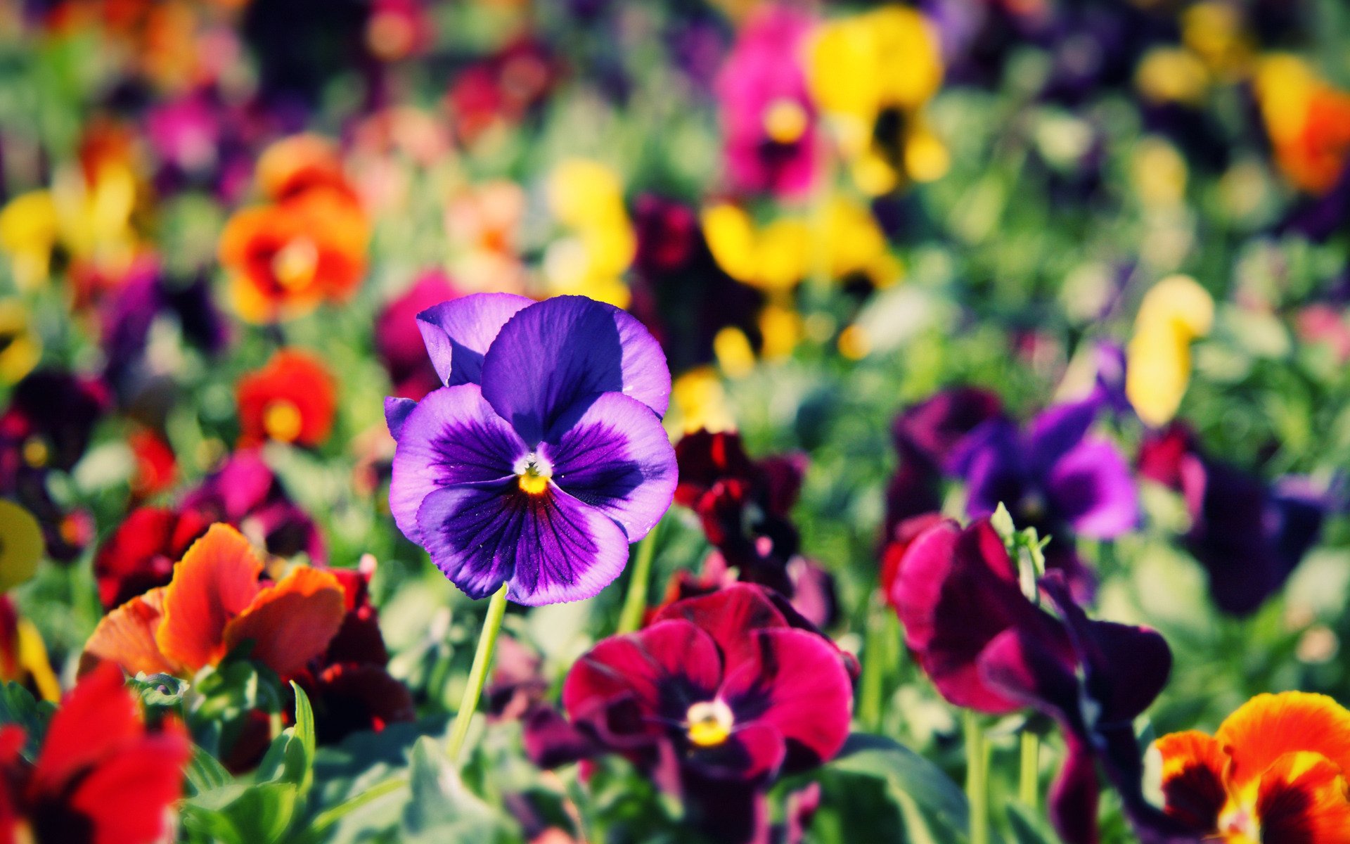 Download Flower Nature Pansy HD Wallpaper