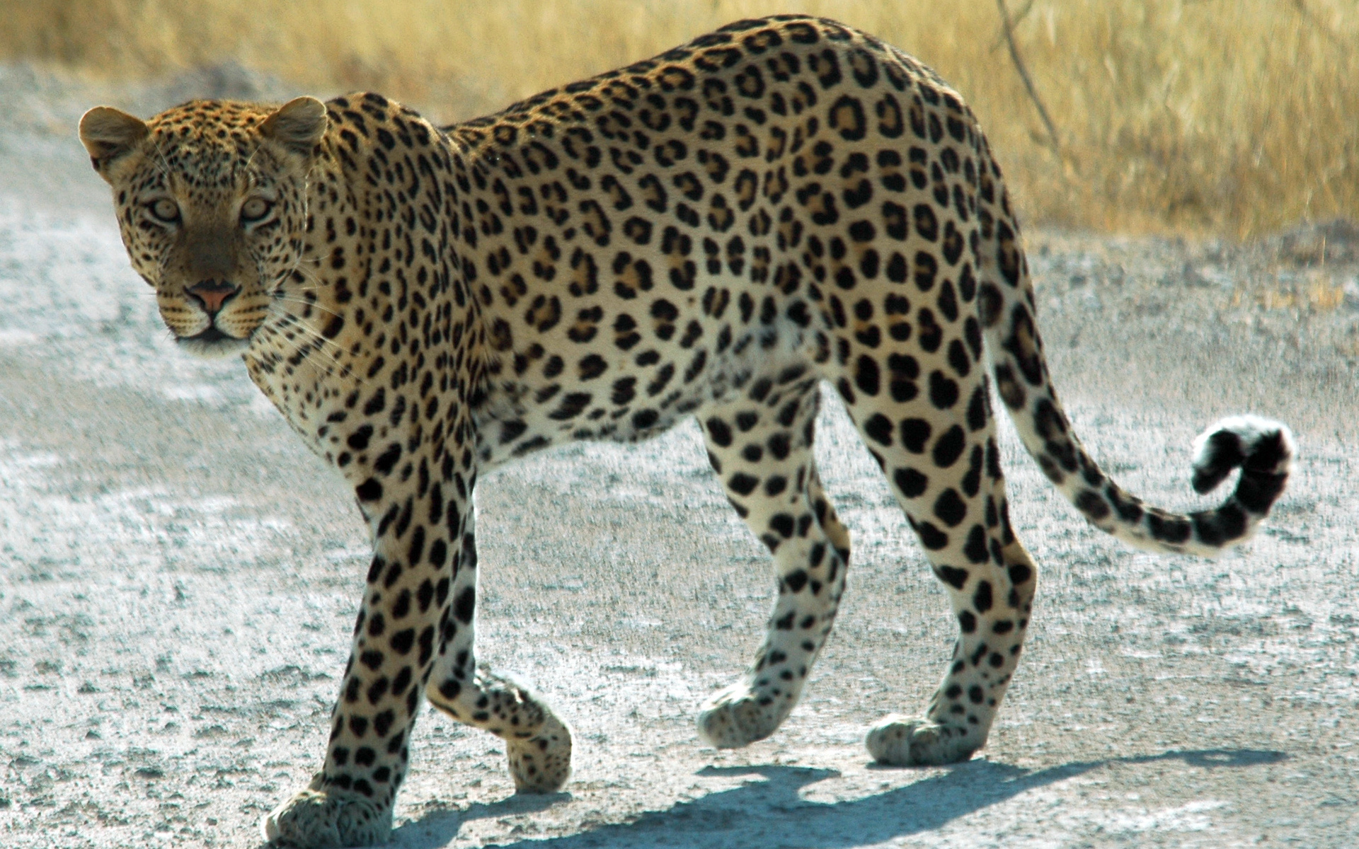 Animal Leopard HD Wallpaper