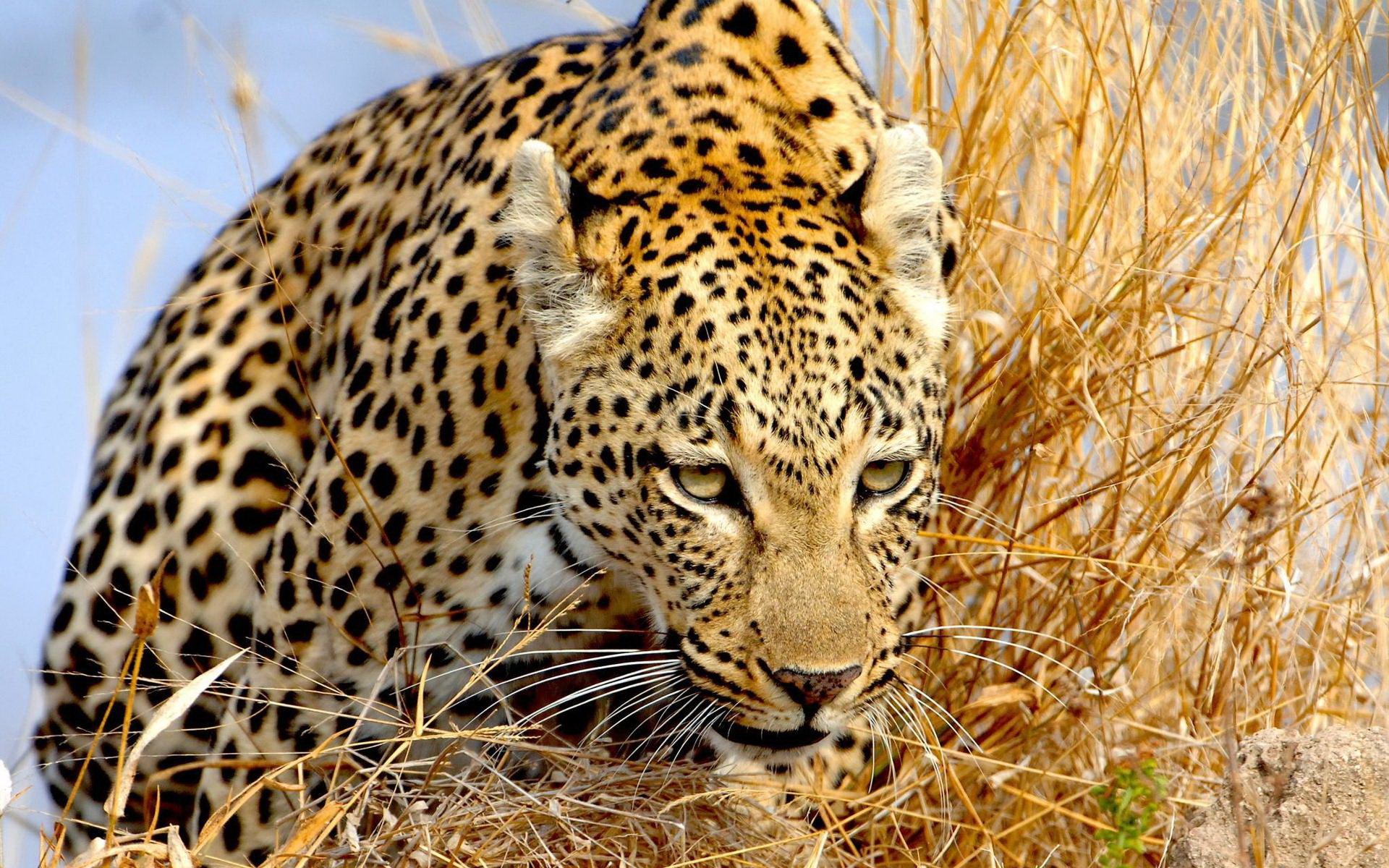 Leopard HD Wallpaper