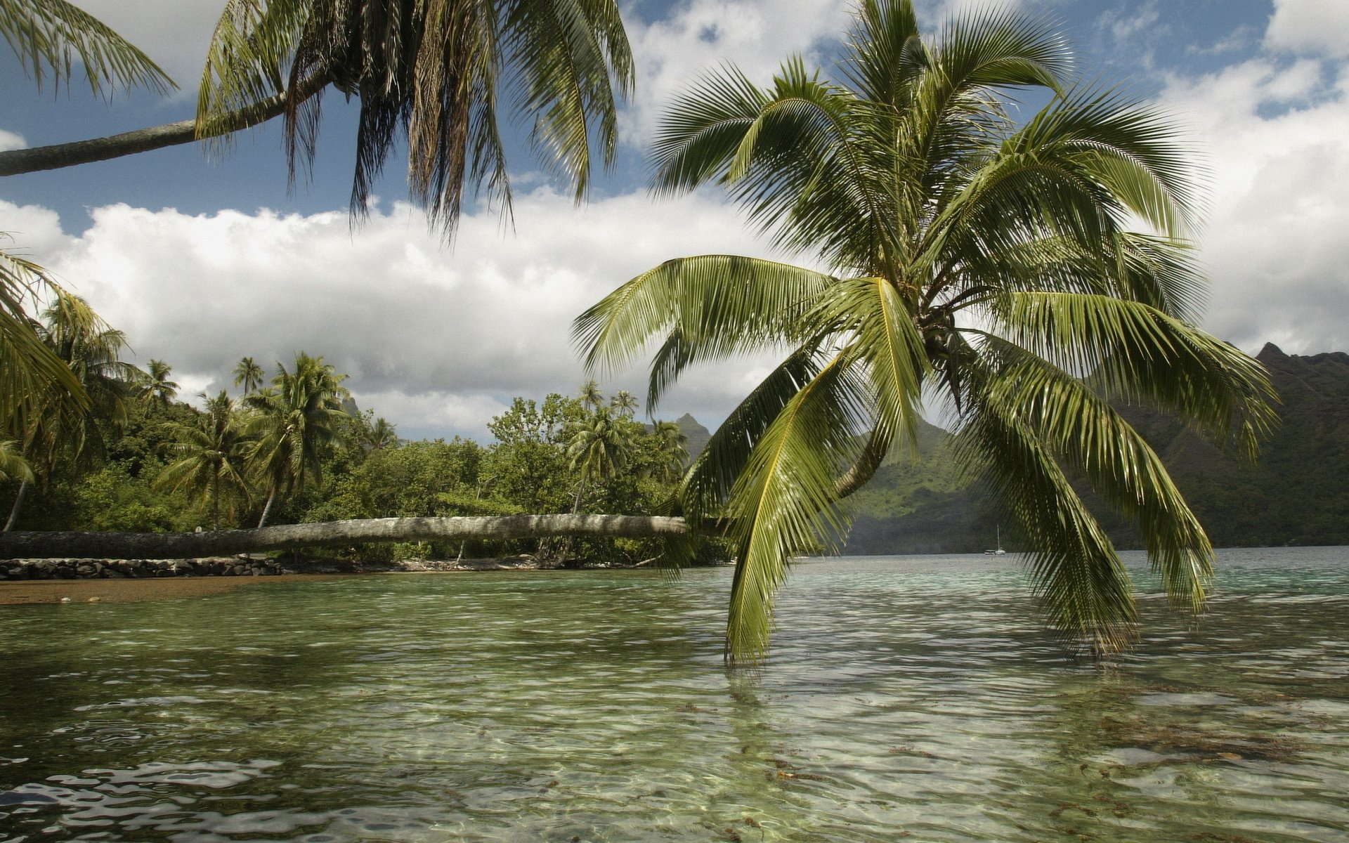 Download Nature Palm Tree HD Wallpaper | 1920x1200 | Wallpaper Abyss