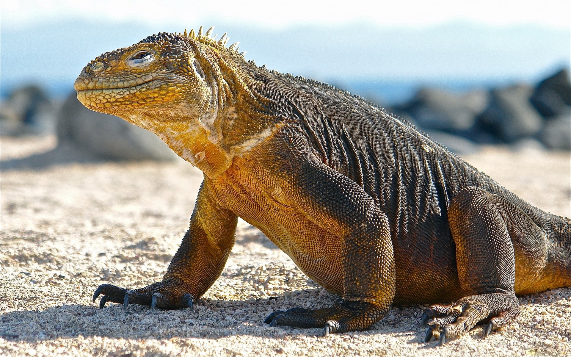 Sunlit Coastal Iguana — HD Animal Wallpaper