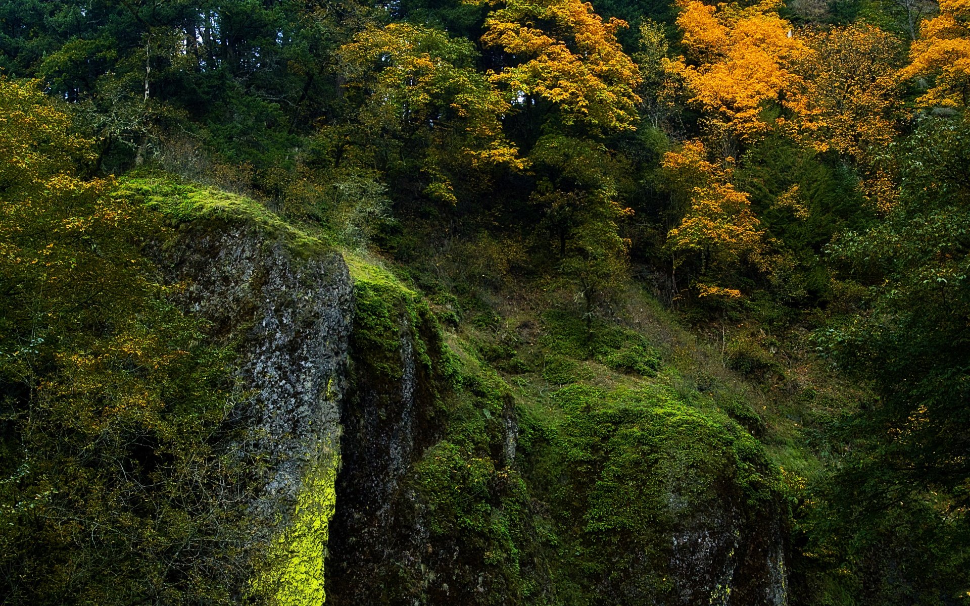Download Nature Moss HD Wallpaper | 1920x1200 | Wallpaper Abyss