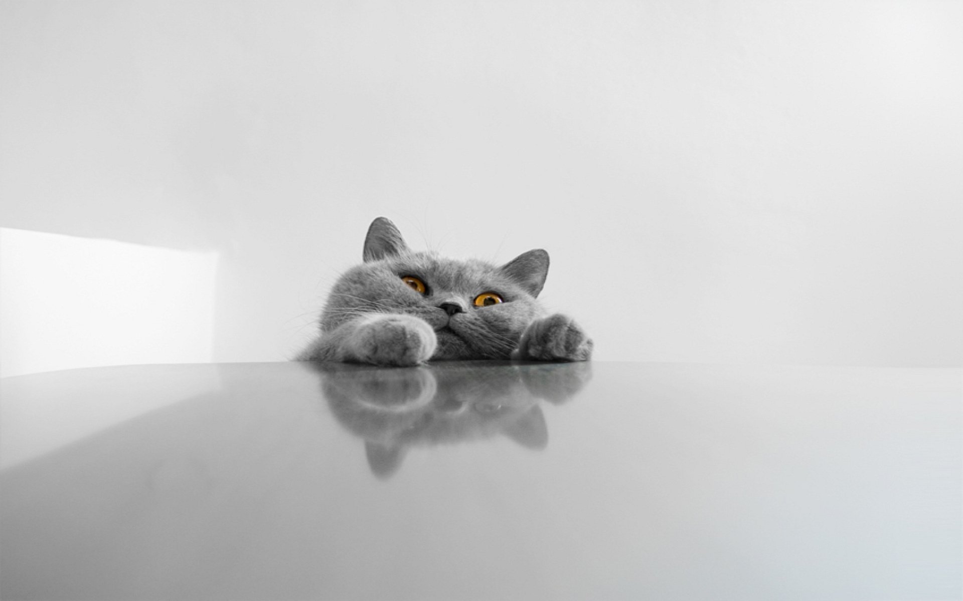 Download Animal Cat HD Wallpaper | 1920x1200 | Wallpaper Abyss