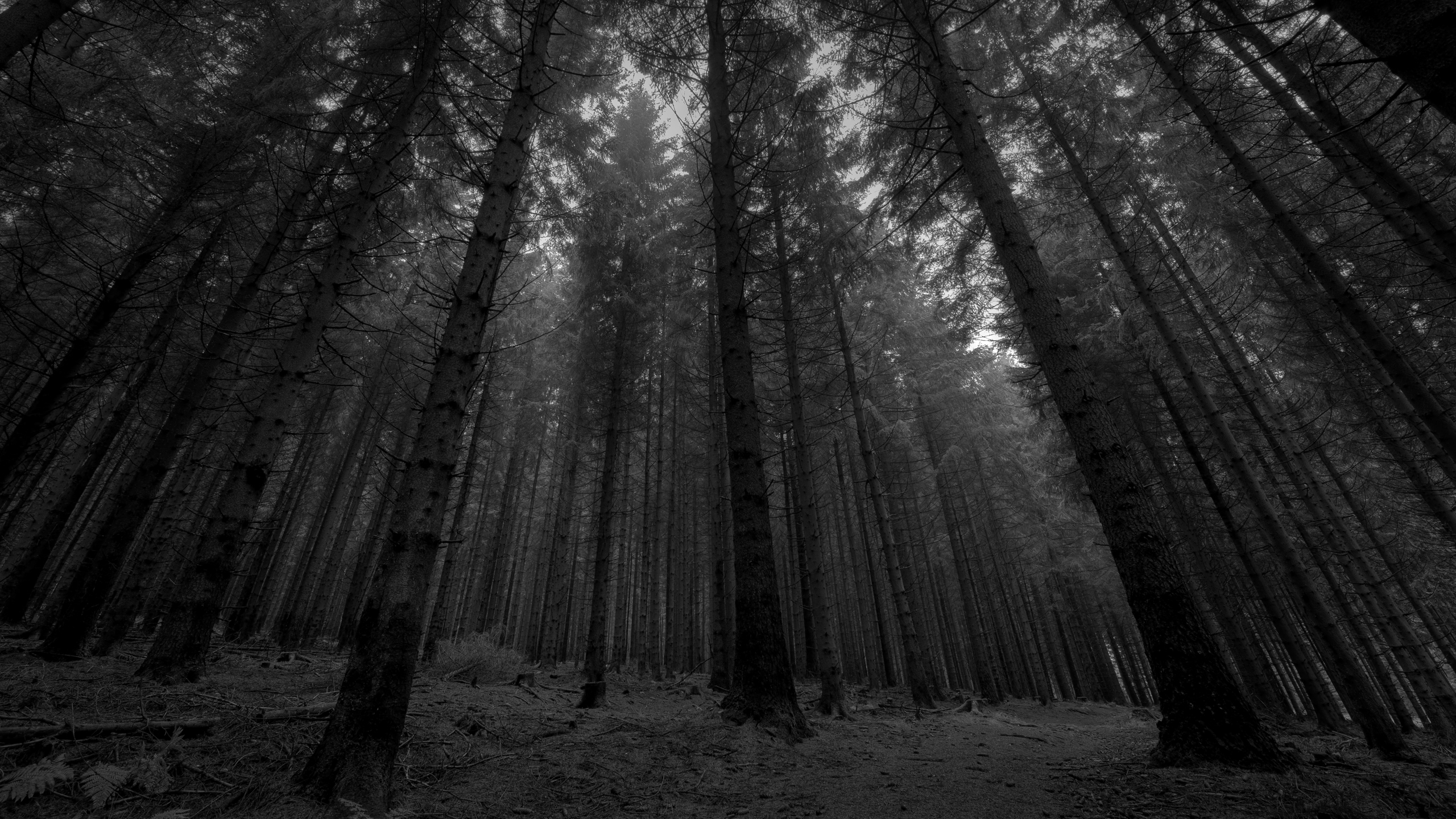 Download Nature Forest HD Wallpaper