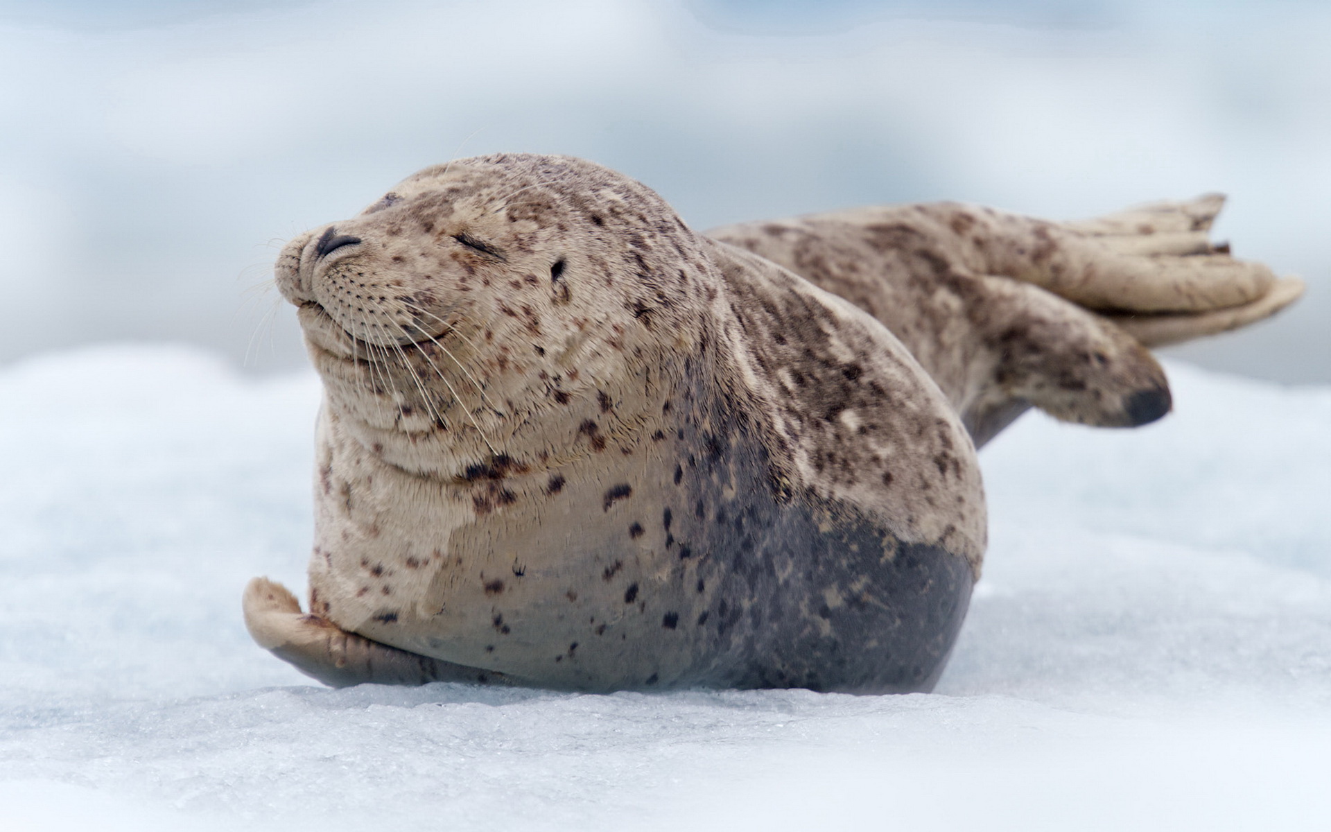 Download Animal Seal HD Wallpaper