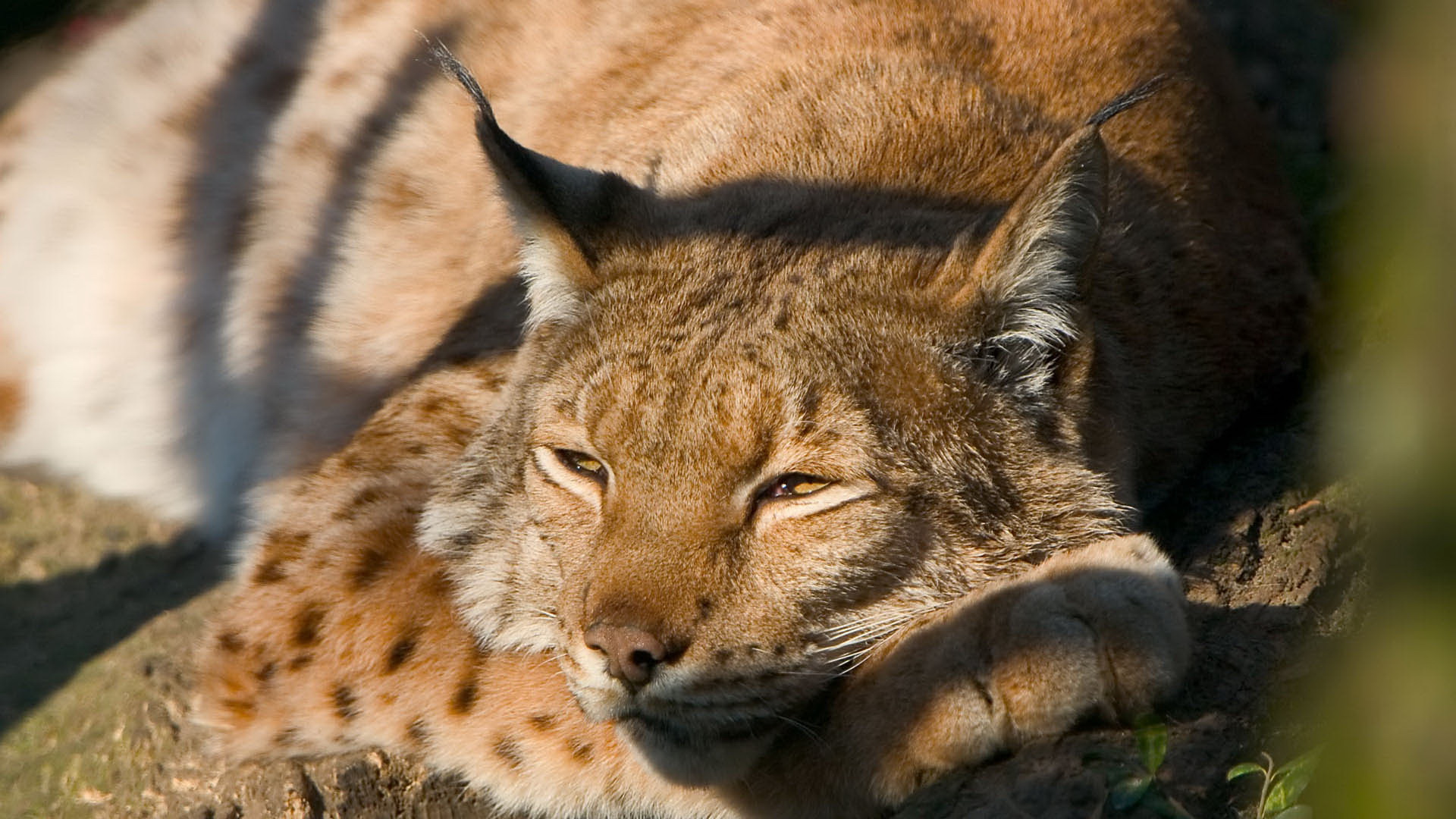 Download Animal Lynx HD Wallpaper