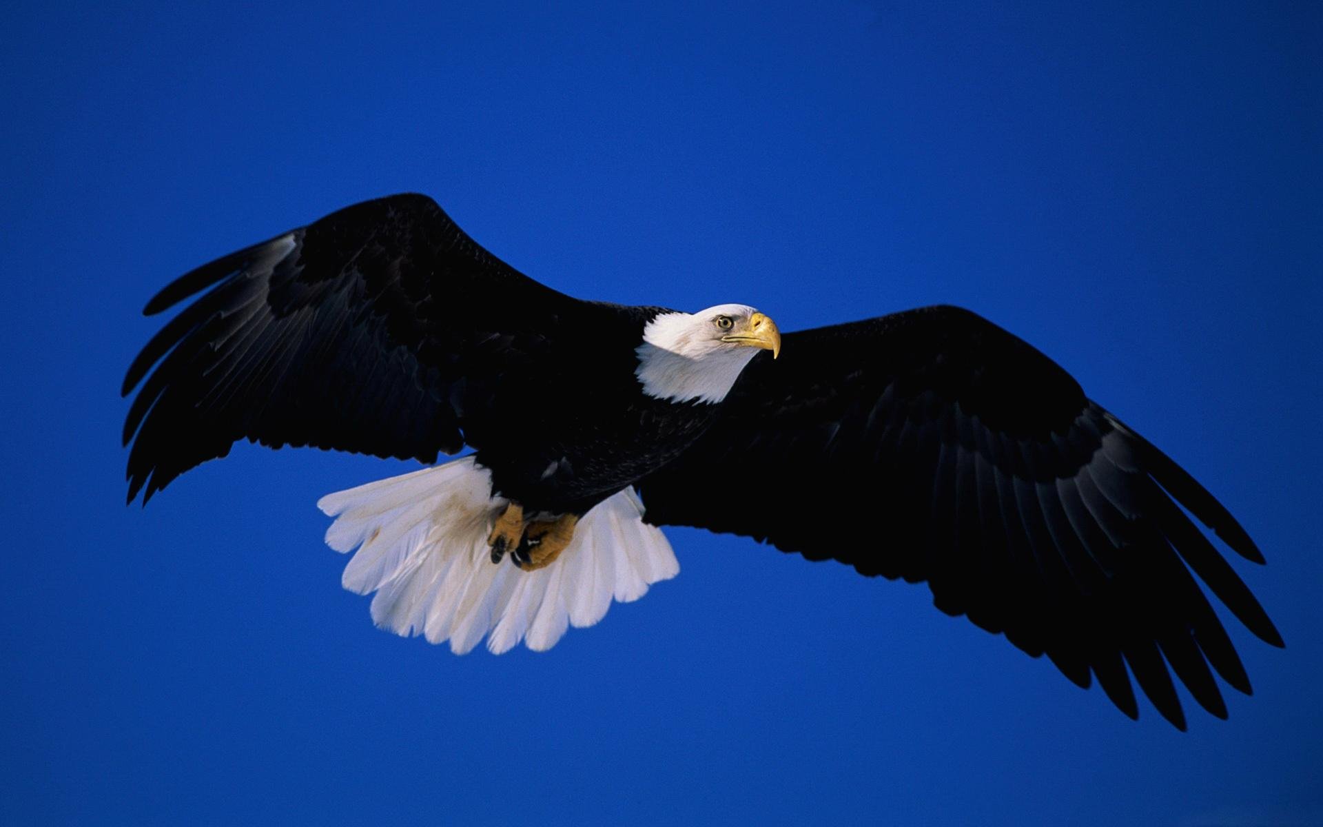 Bald Eagle in Flight - HD Wallpaper