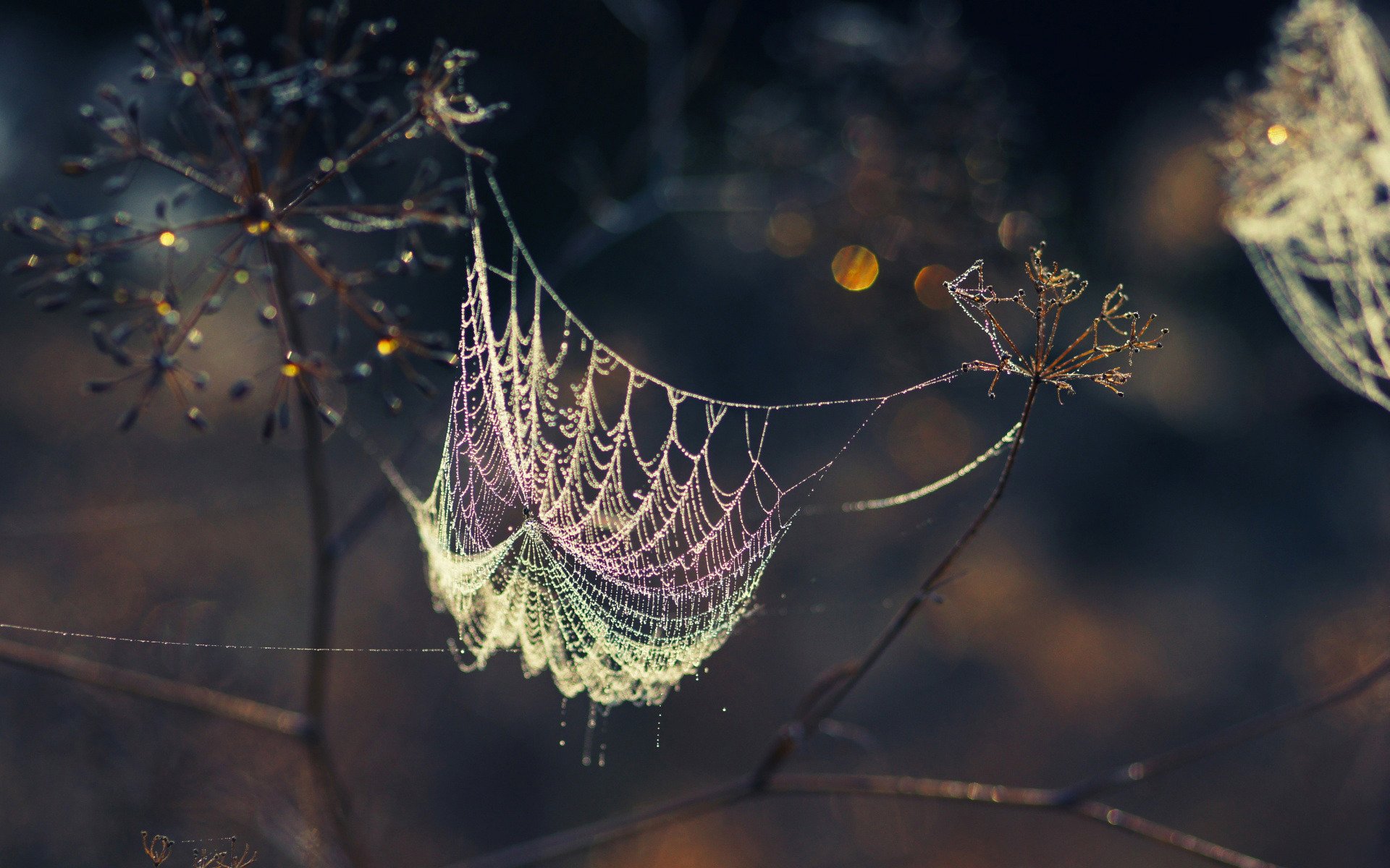 HD Spider Web Photography: Nature’s Delicate Masterpiece